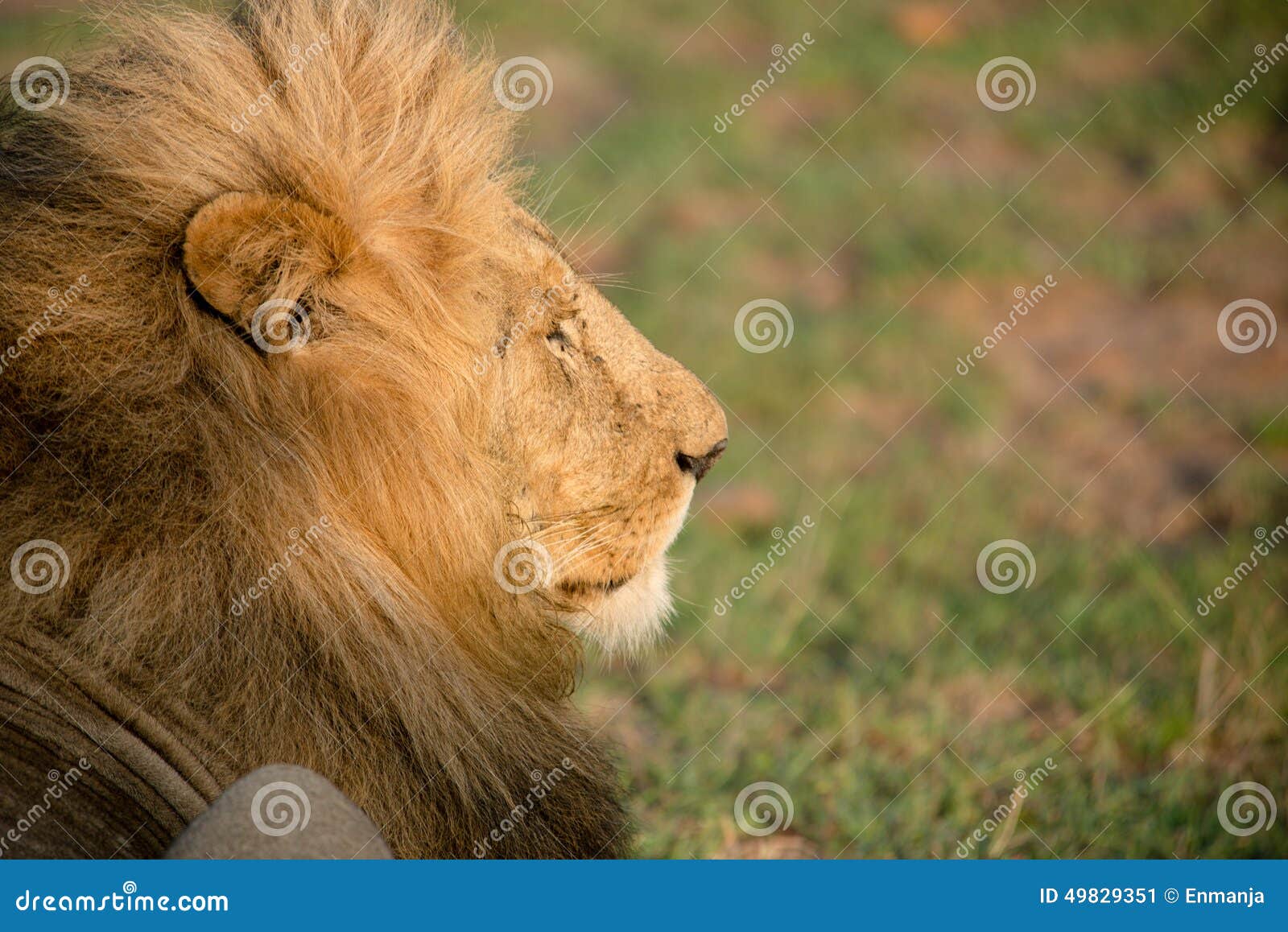 Lion resting stock image. Image of bushes, elephant, king - 49829351