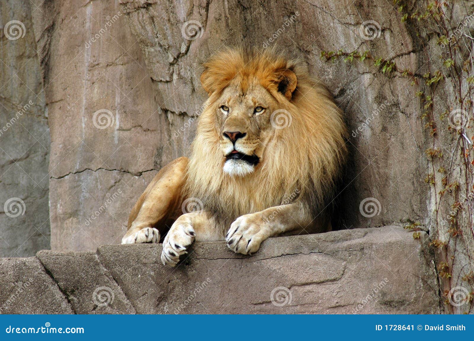 Lion Resting on a Rock Ledge at Brookfield Zoo Stock Image - Image of ...