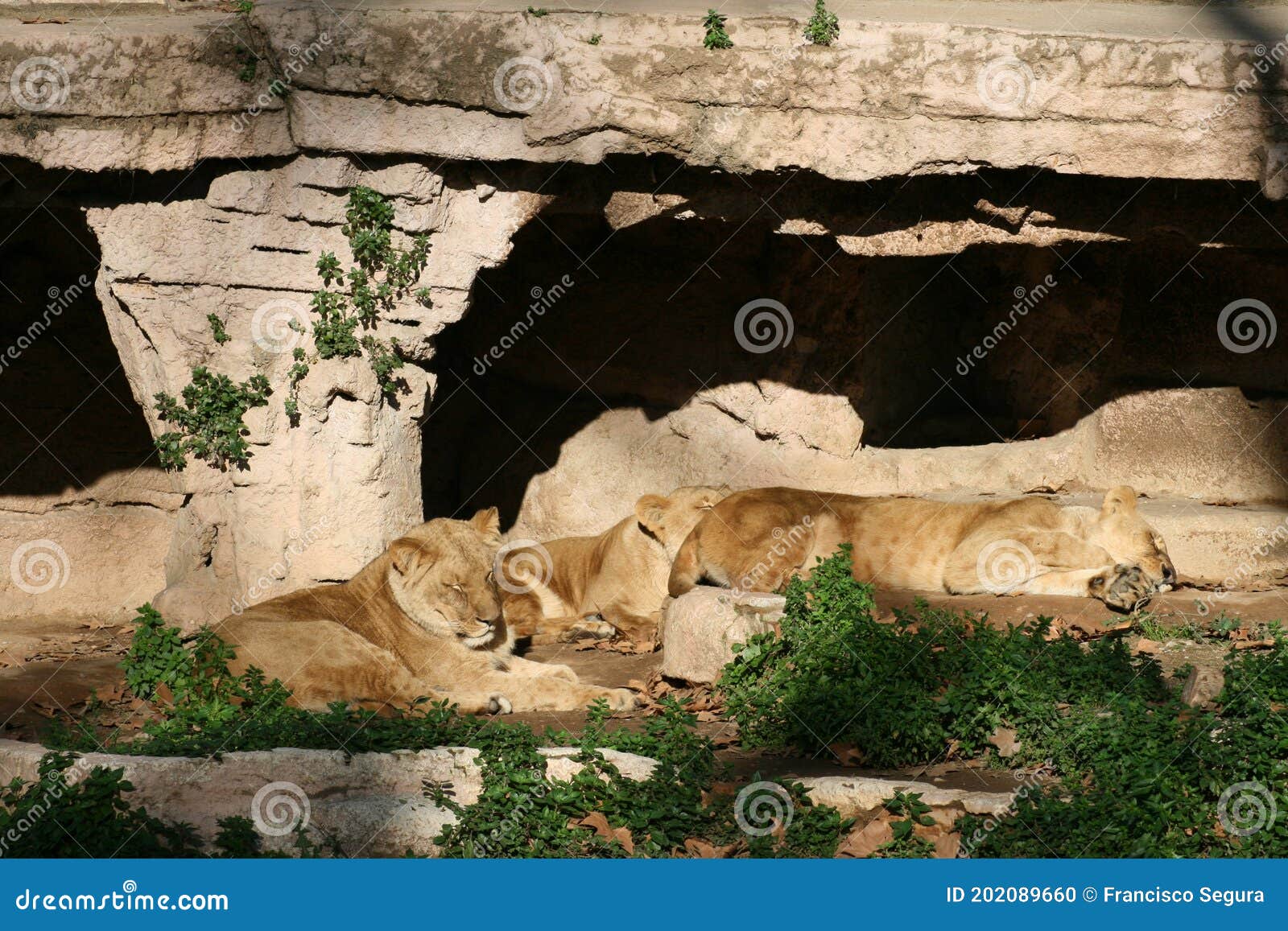 Lion resting in the sun stock photo. Image of lion, adult - 202089660