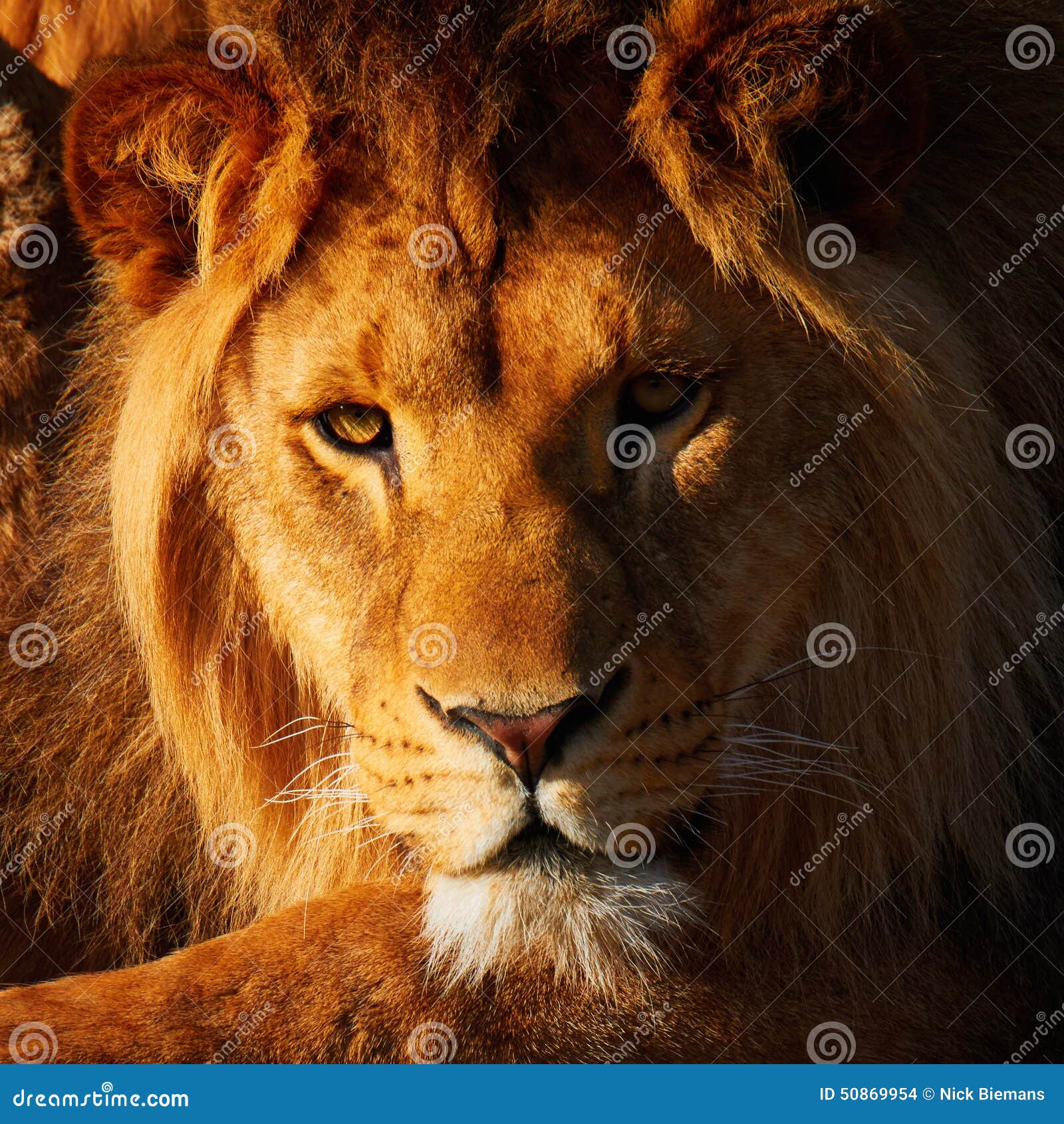 Lion resting in the sun stock photo. Image of portrait - 50869954