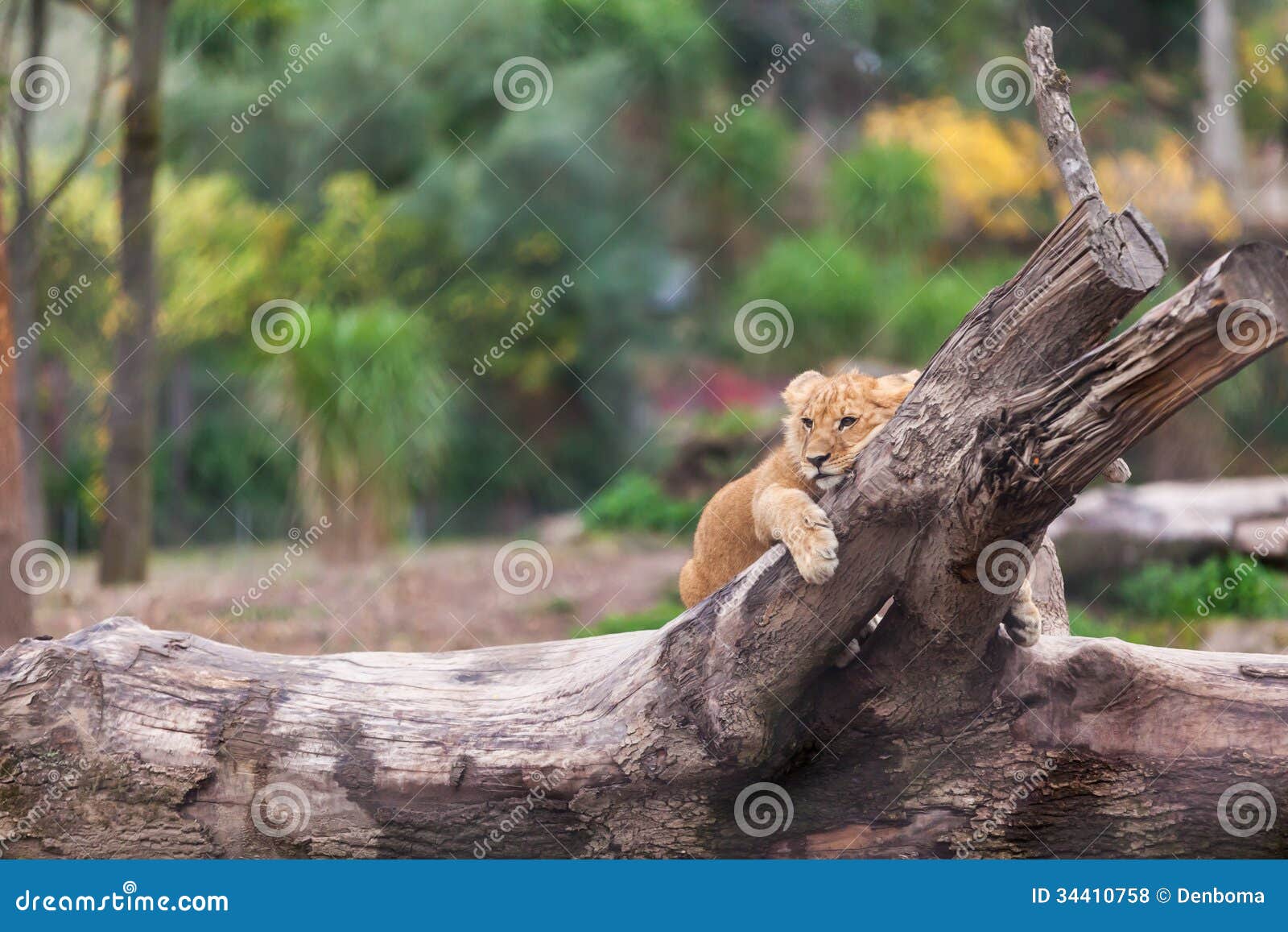 Lion stock photo. Image of african, nature, lioness, flora - 34410758
