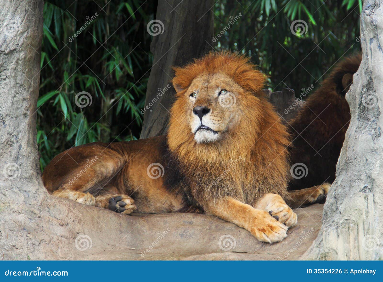 Lion resting on a tree stock photo. Image of park, animal - 35354226