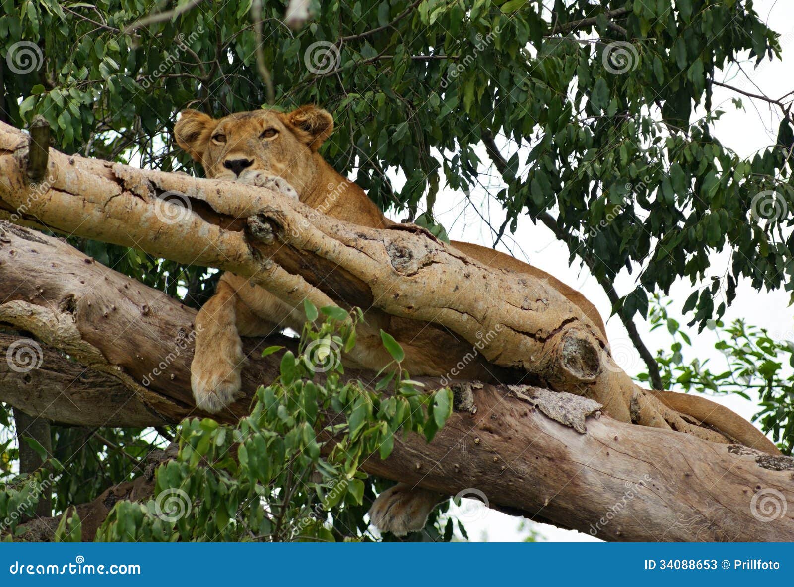 Lion resting in a tree stock image. Image of carnivore - 34088653