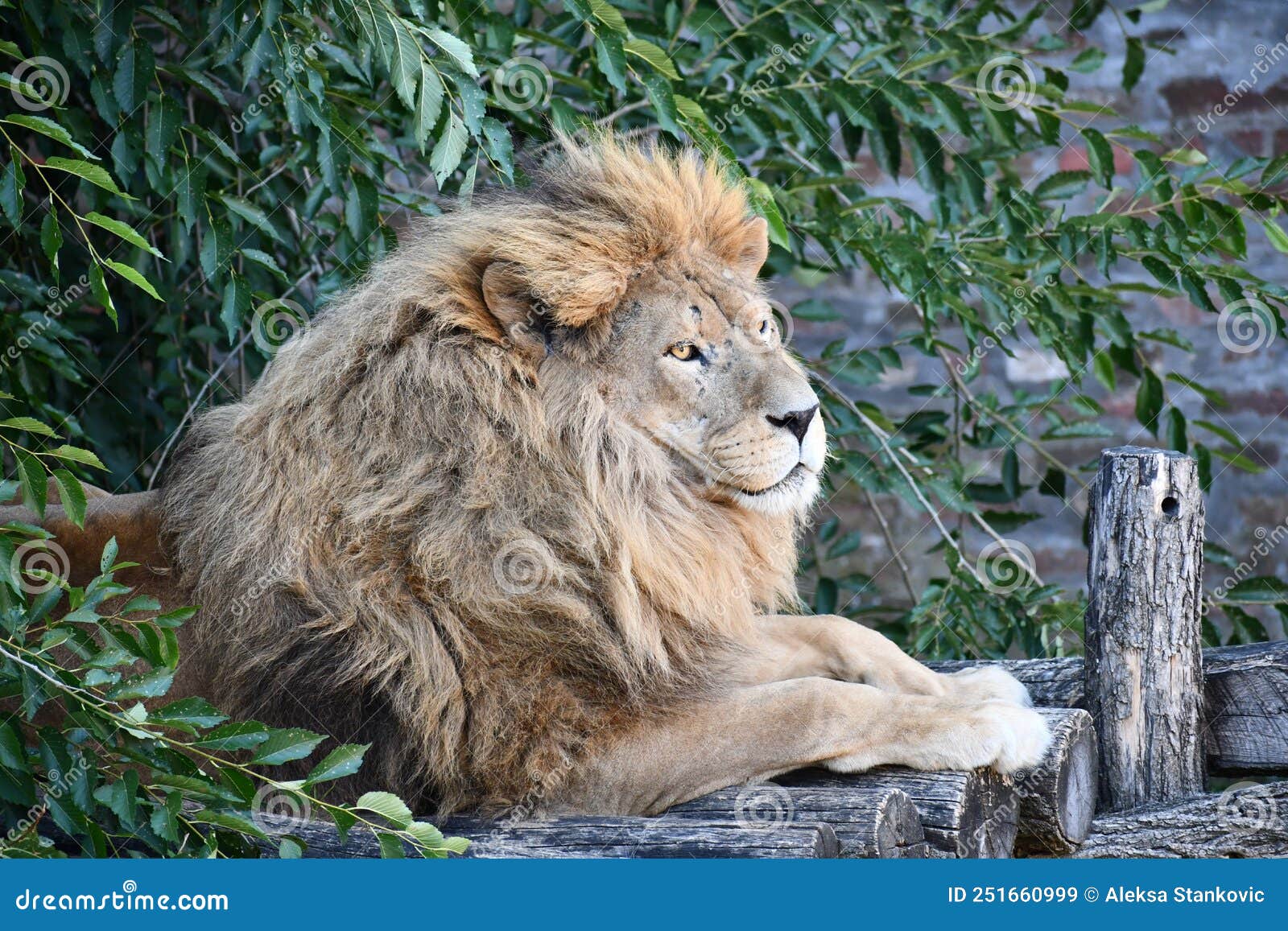 The Lion Rests in the Shade Stock Image - Image of animal, mammal ...