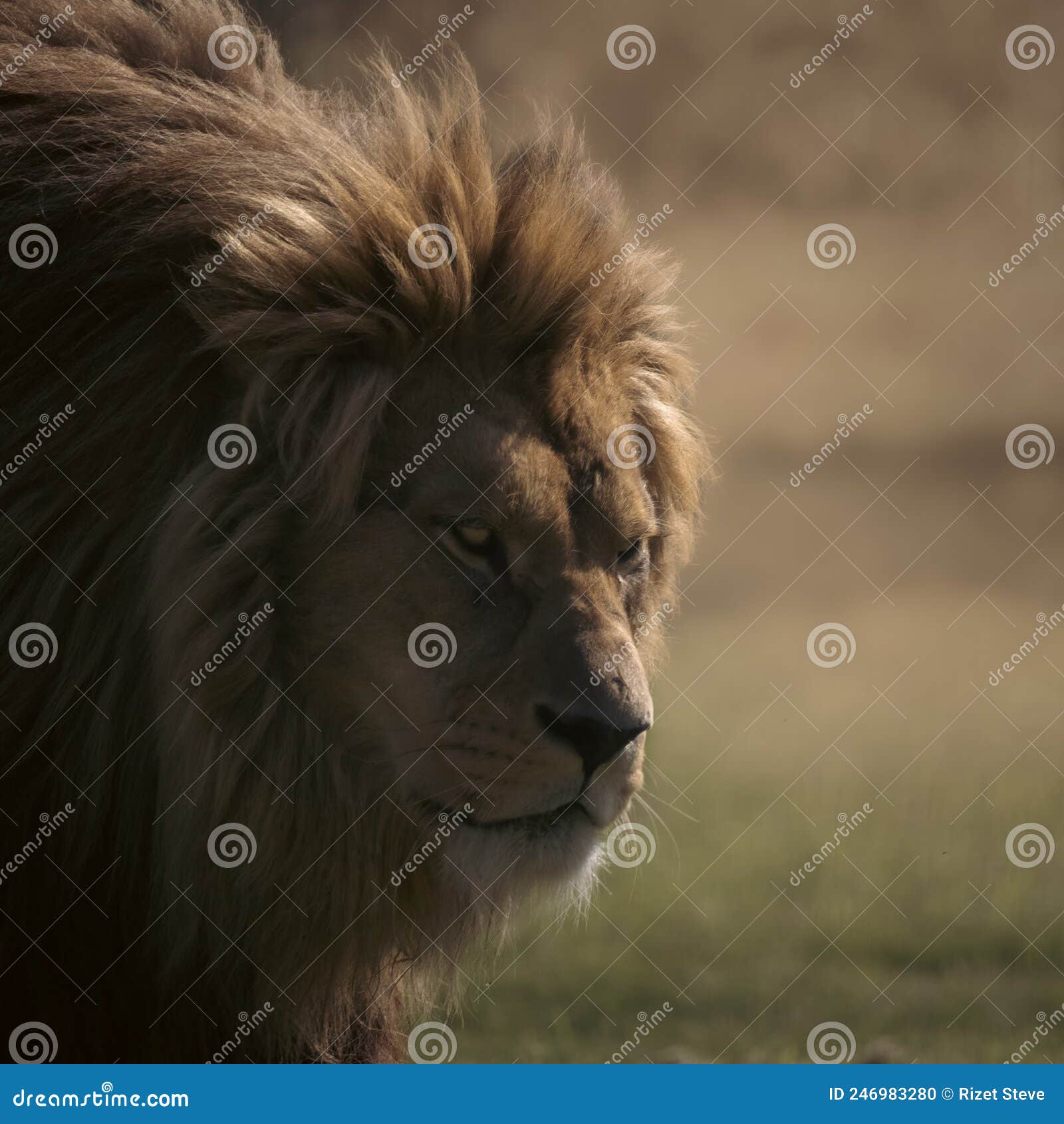 Lion roaming in daylight stock photo. Image of lion - 246983280
