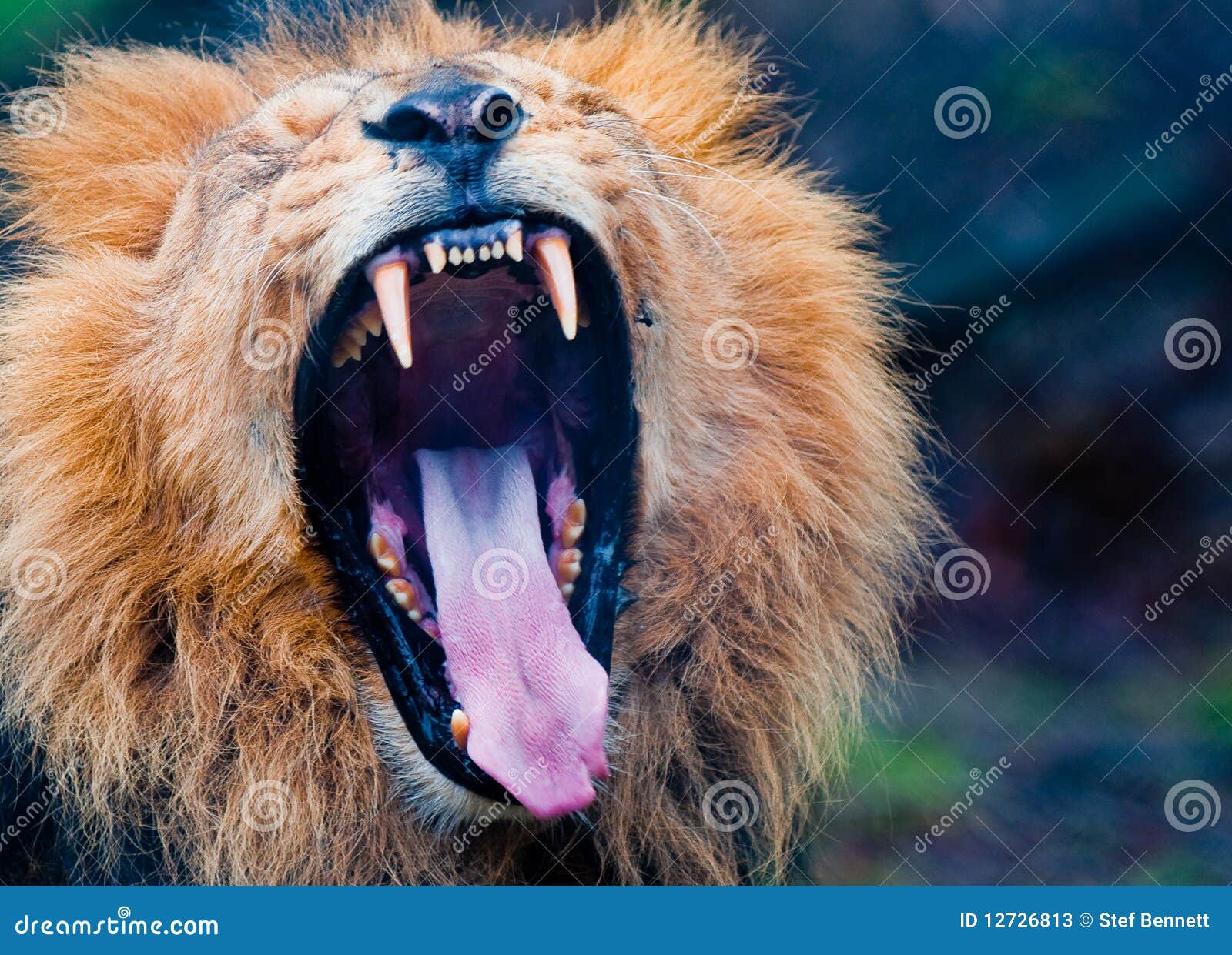 Lion Roar stock image. Image of anger, captive, beast - 12726813