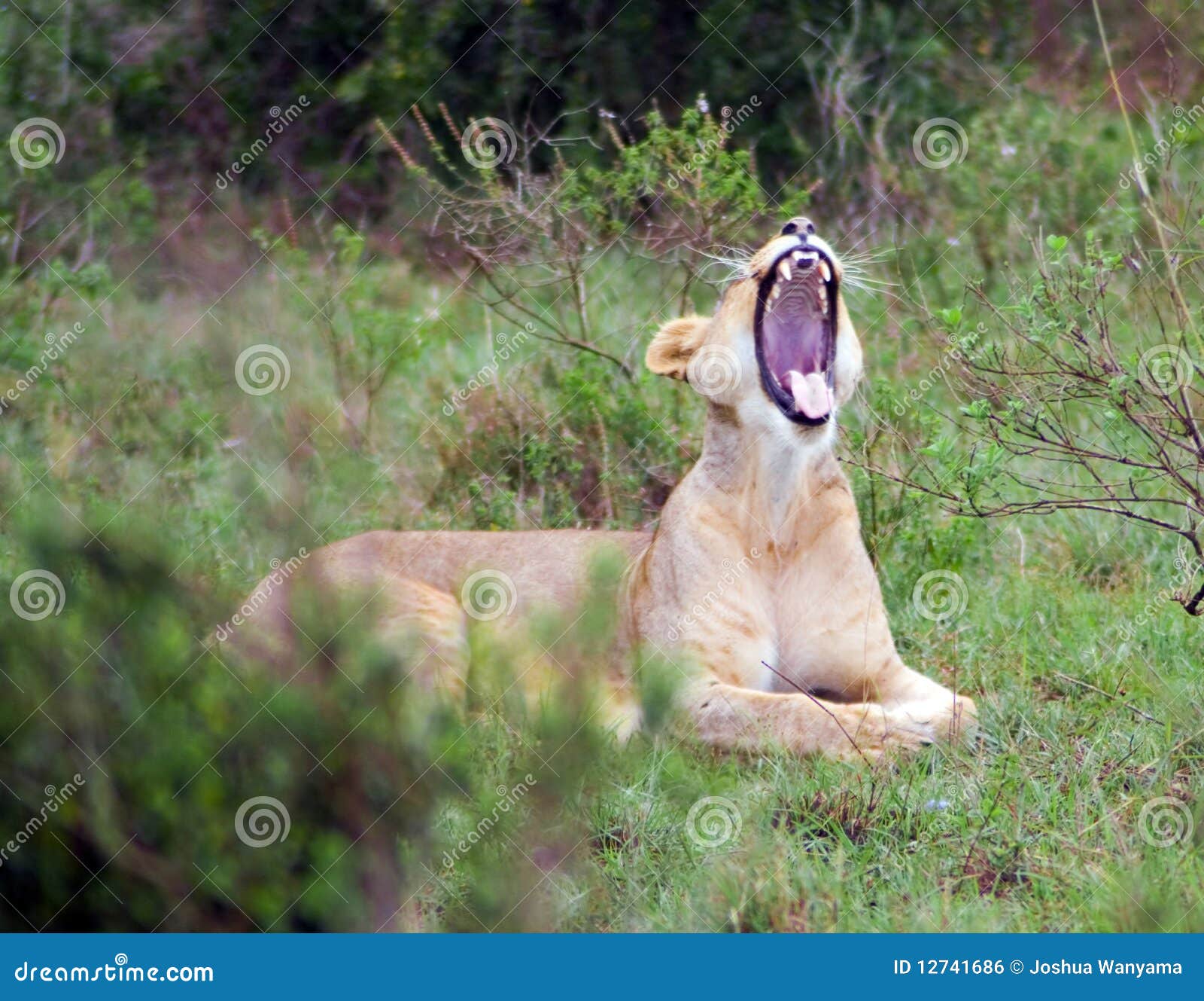 Lion Roar stock photo. Image of kenya, sharp, fear, teeth - 12741686