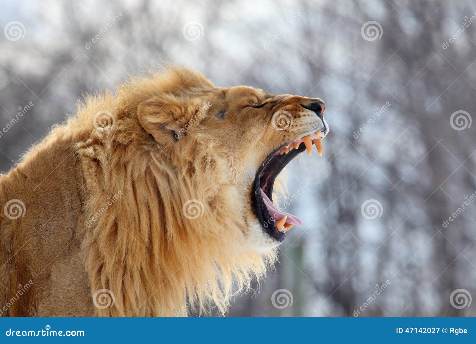Lion Roar imagen de archivo. Imagen de fauna, cierre - 47142027