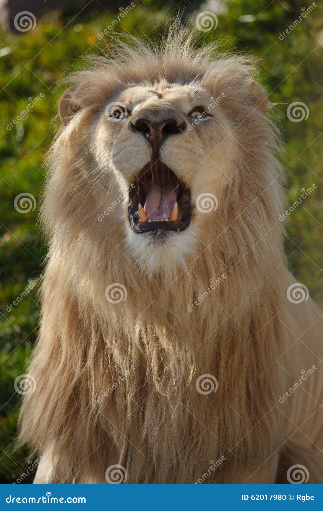Lion Roar foto de stock. Imagem de macho, animal, nave - 62017980