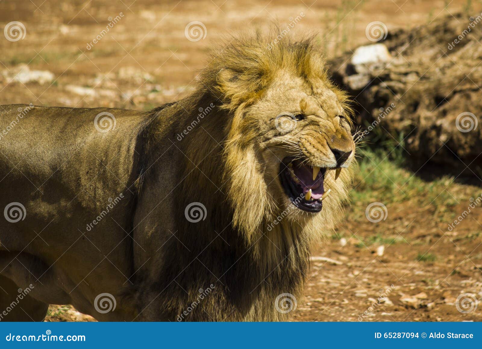 Lion Roar fotografia stock. Immagine di feroce, ruggito - 65287094