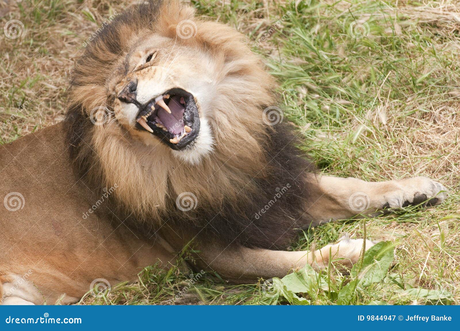 Lion roar stock image. Image of mammal, large, african - 9844947