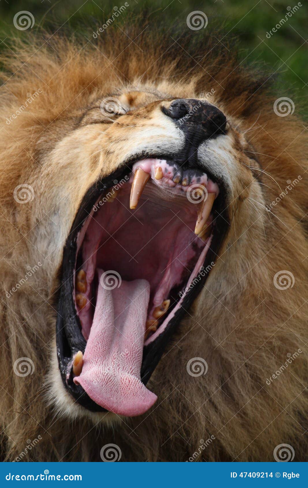 Lion roar stock photo. Image of head, travel, roar, angry - 47409214