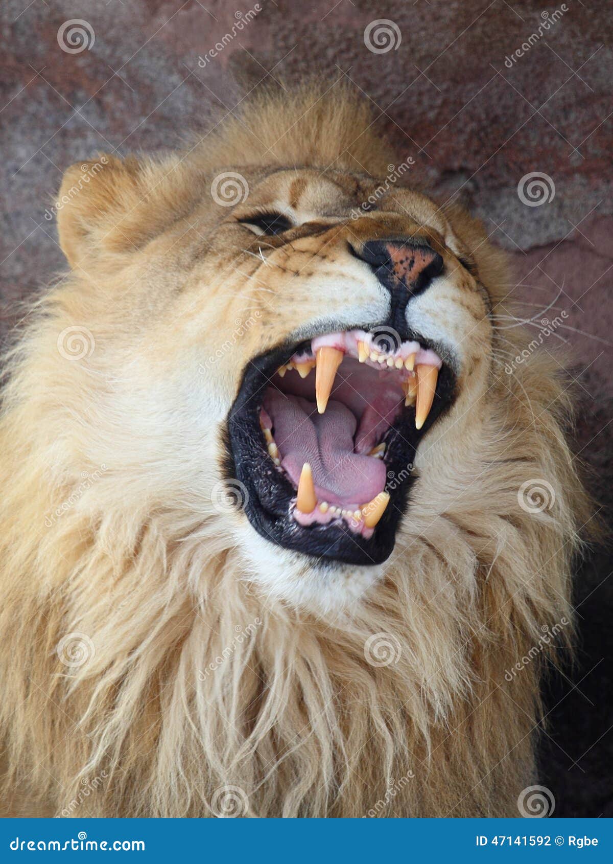 Lion roar stock photo. Image of roaring, africa, mountain - 47141592
