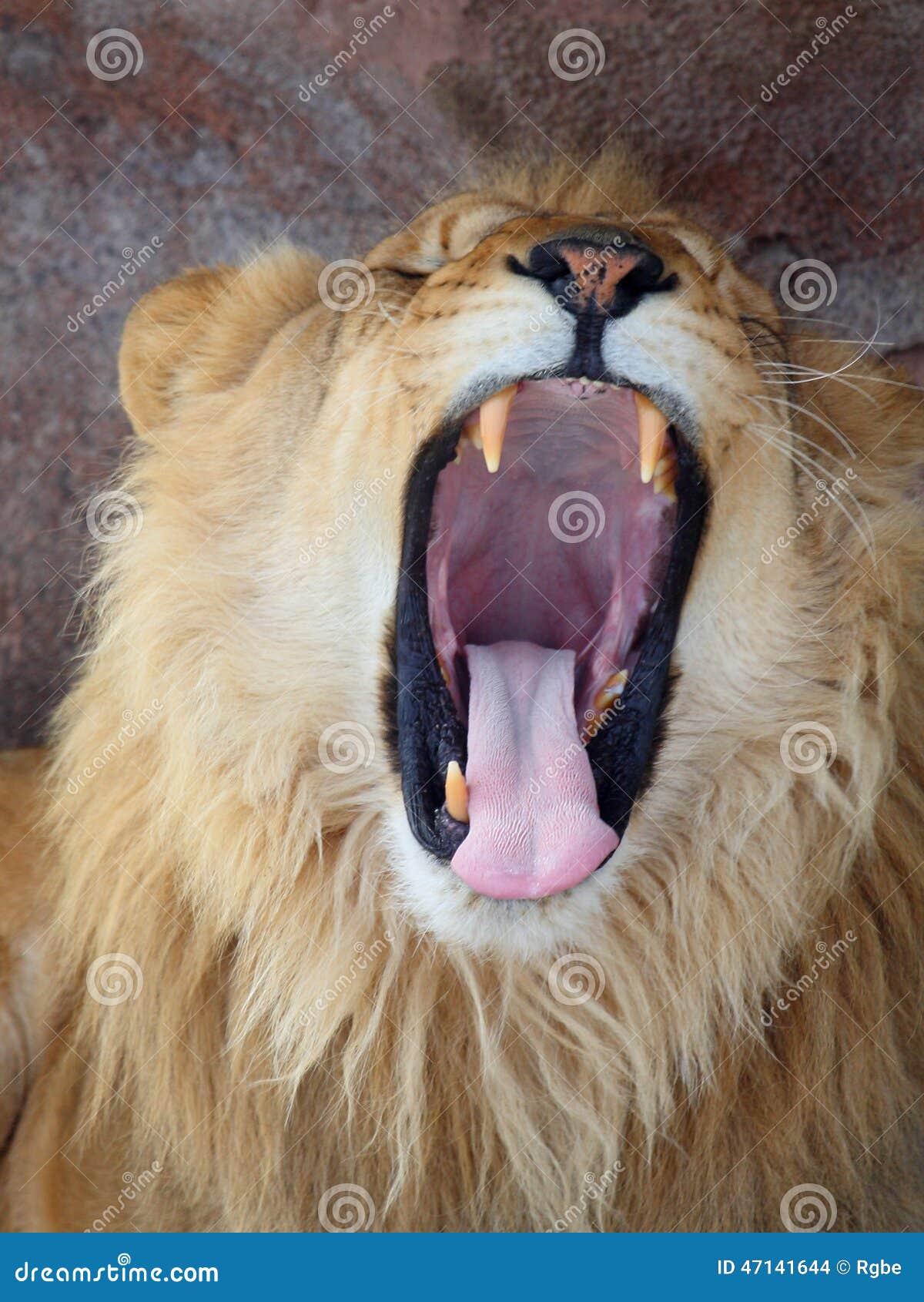 Lion roar stock photo. Image of mountain, roar, nature - 47141644