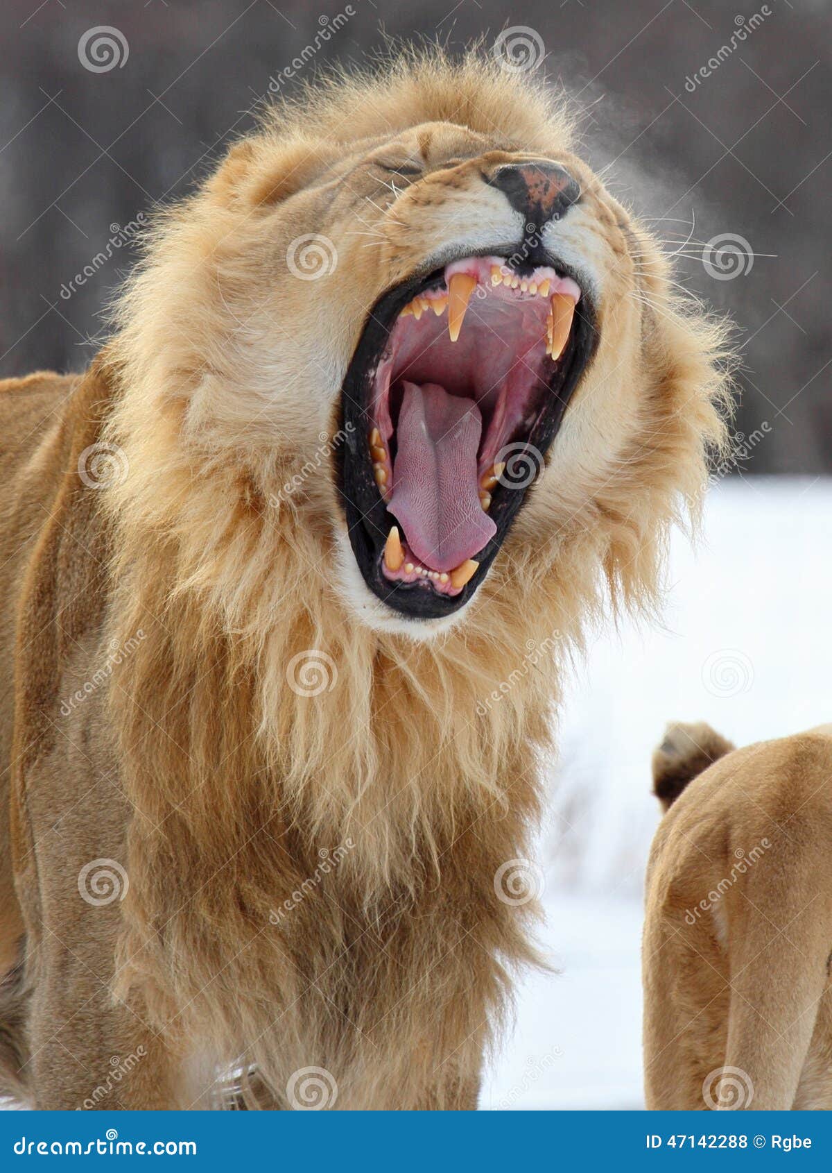 Lion roar stock photo. Image of portrait, close, animal - 47142288