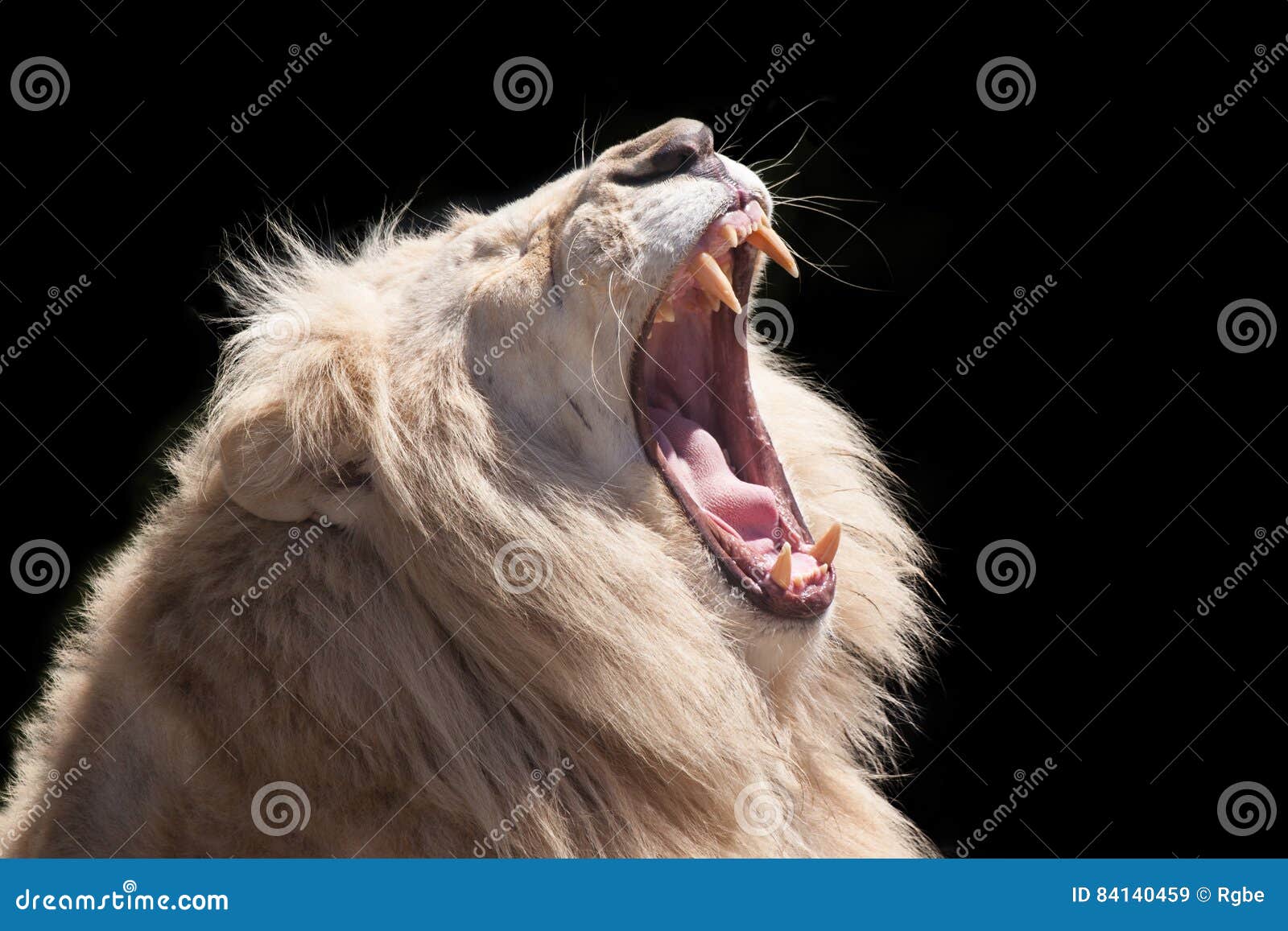 Lion roar stock image. Image of animal, wildlife, close - 84140459