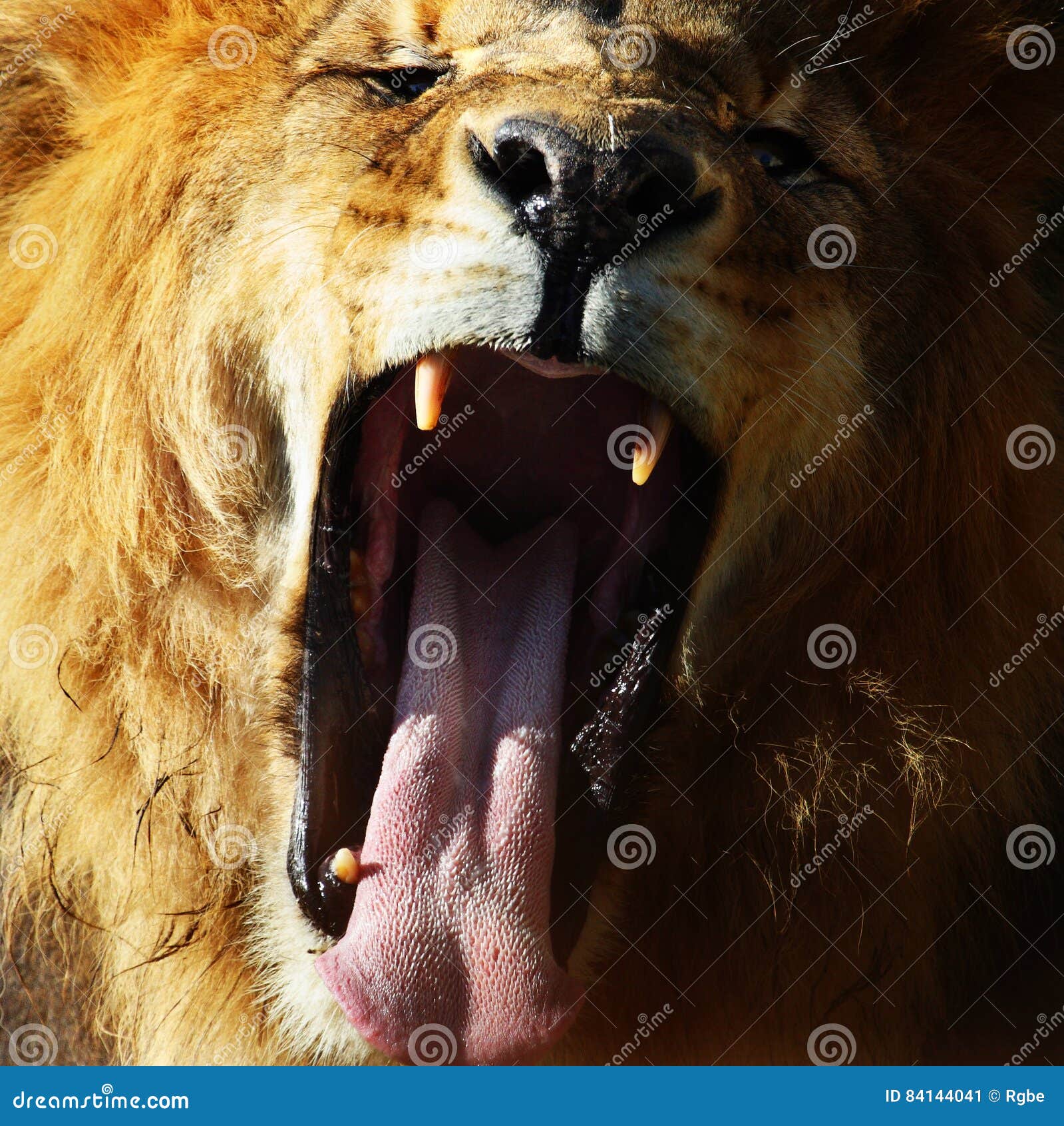 Lion roar stock image. Image of animal, mouth, head, face - 84144041