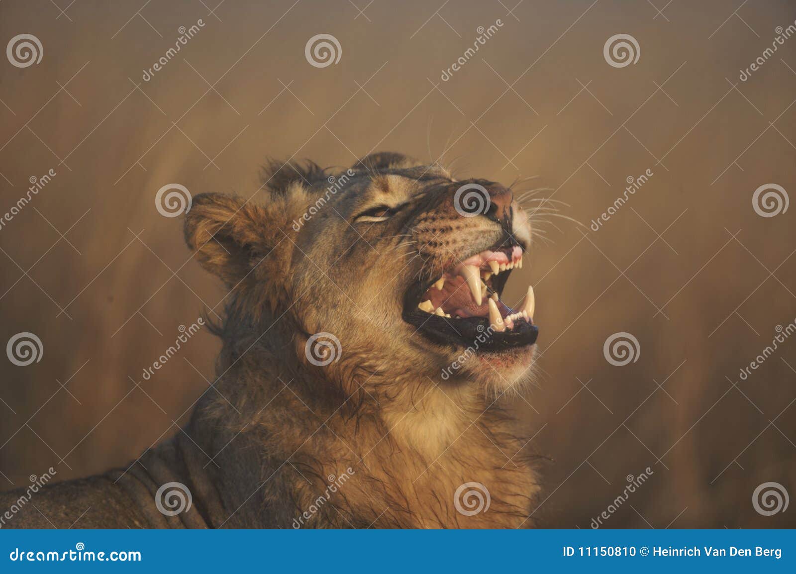 Lion roaring stock photo. Image of photograph, natural - 11150810