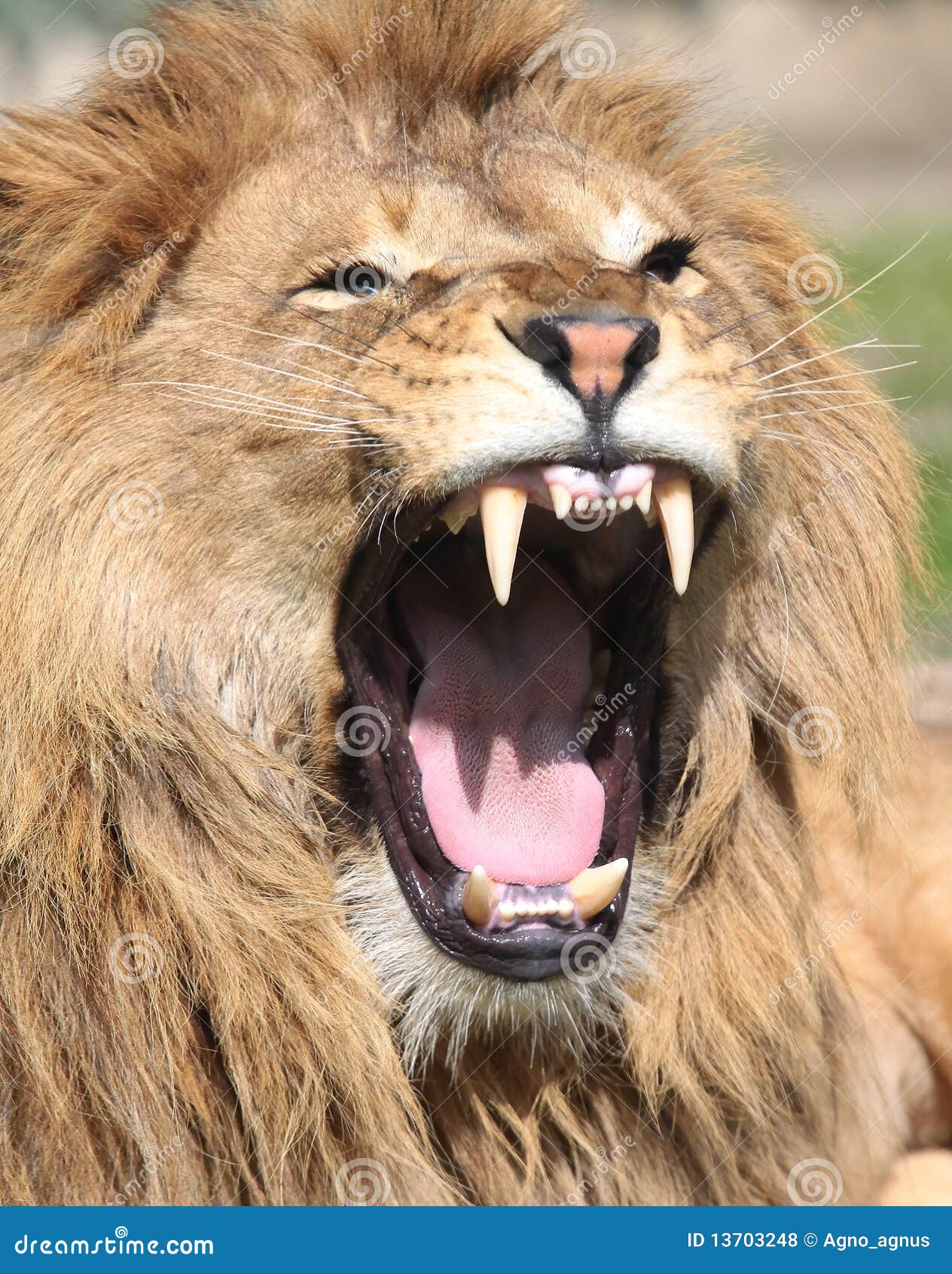 Lion roaring stock photo. Image of nature, wide, animal - 13703248 Lion roaring stock photo. Image of nature, wide, animal - 13703248