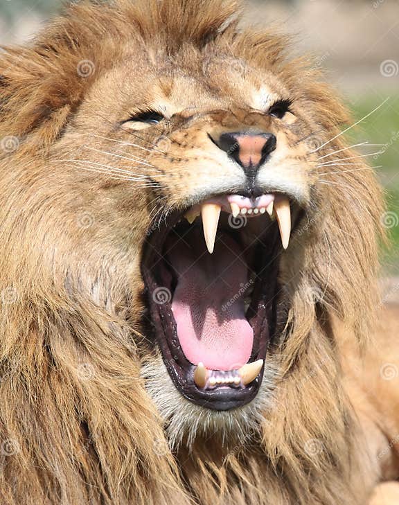 Lion roaring stock photo. Image of nature, wide, animal - 13703248