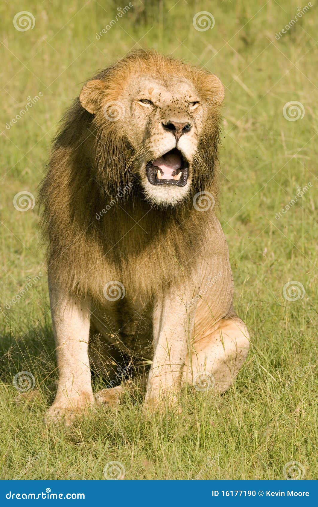 Lion roaring stock photo. Image of predator, kenya, nature - 16177190