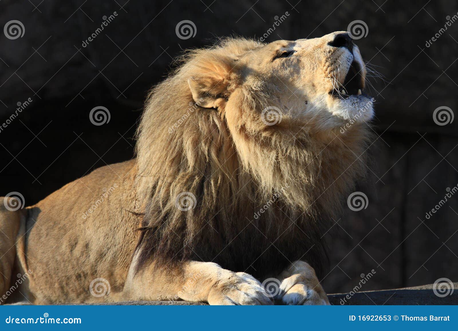 Lion roaring stock image. Image of morning, head, wild - 16922653