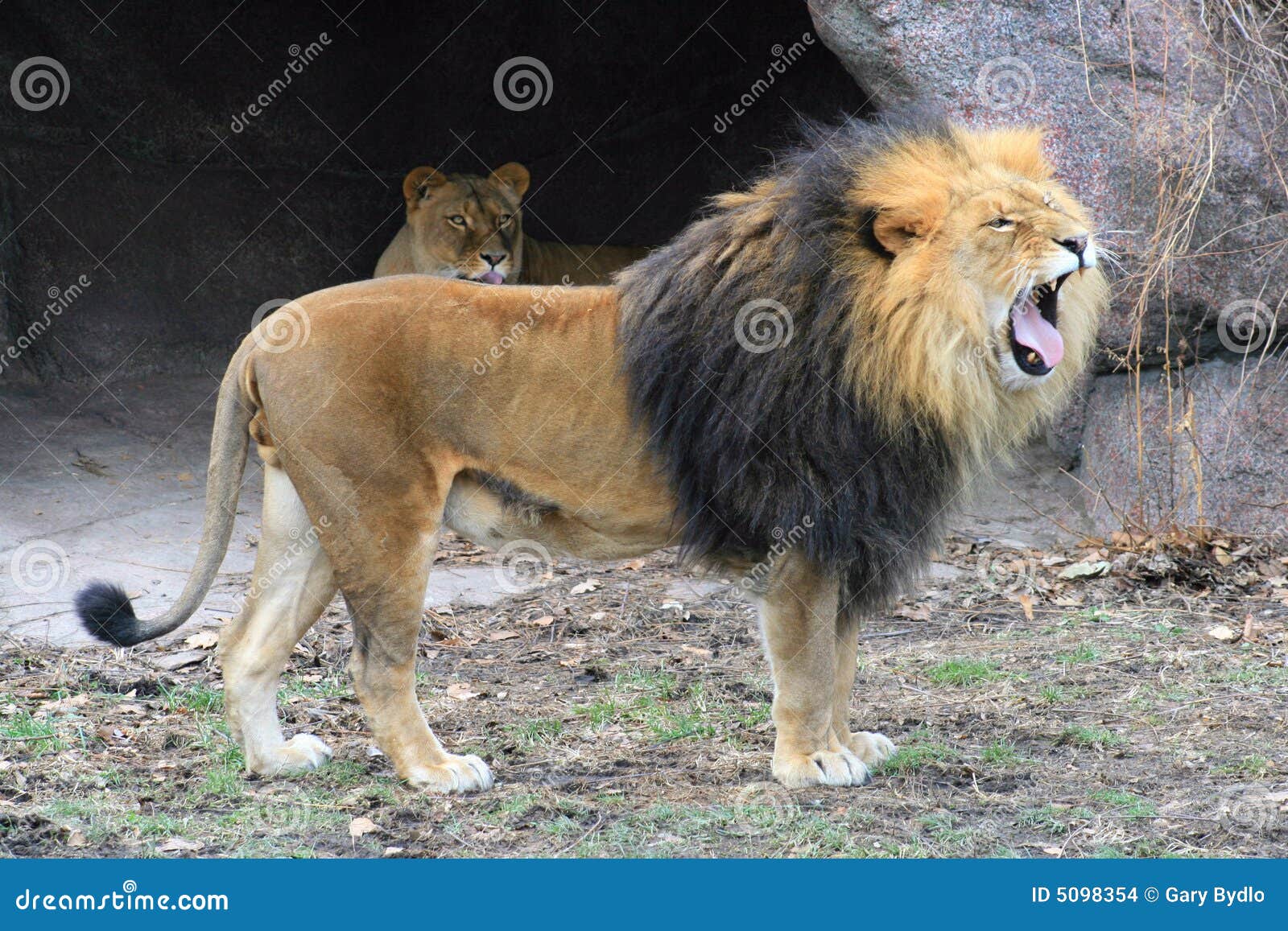 Lion Roaring stock photo. Image of head, lion, macro, heads - 5098354