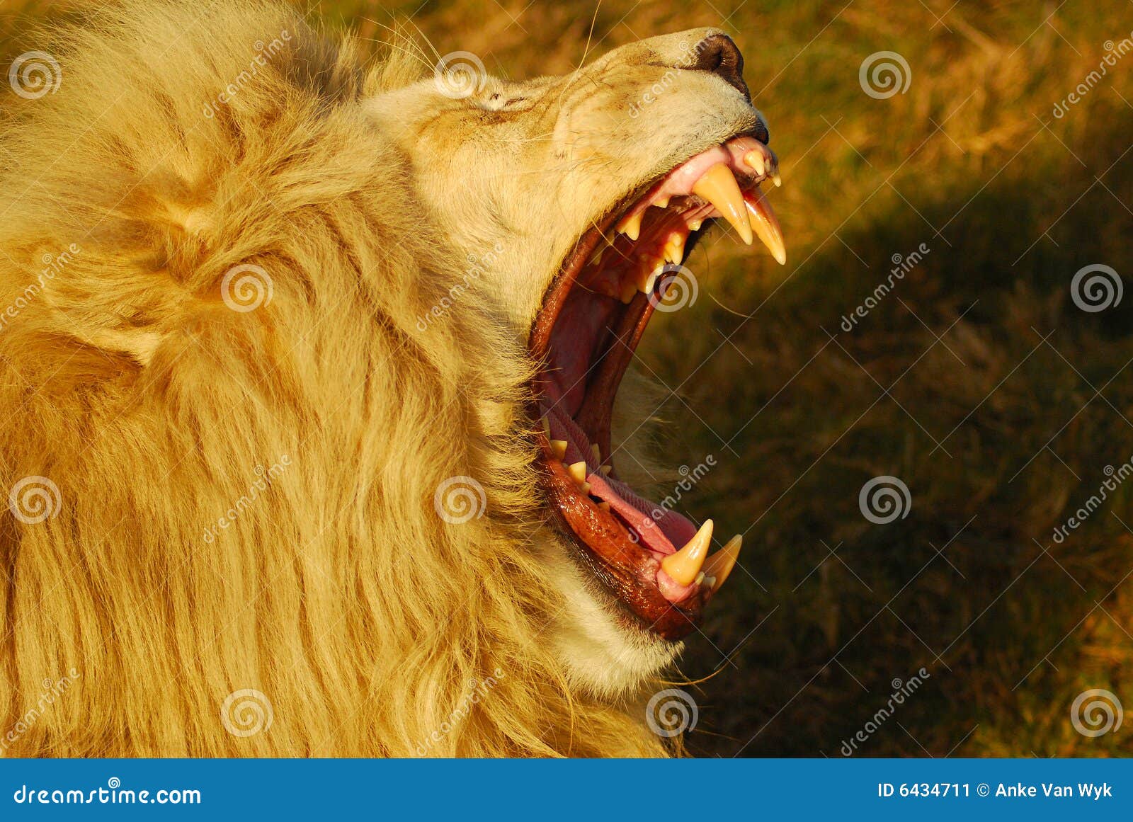 Lion roaring stock image. Image of predators, africa, rare - 6434711