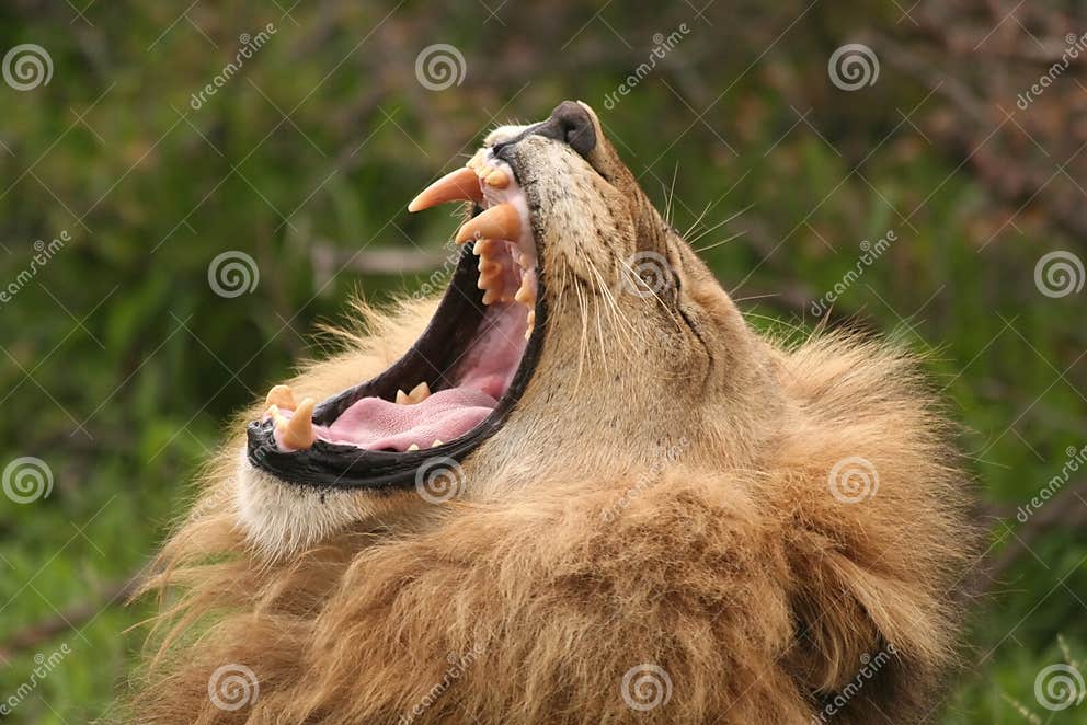 Lion Roaring stock image. Image of south, mane, roar, five - 7373357