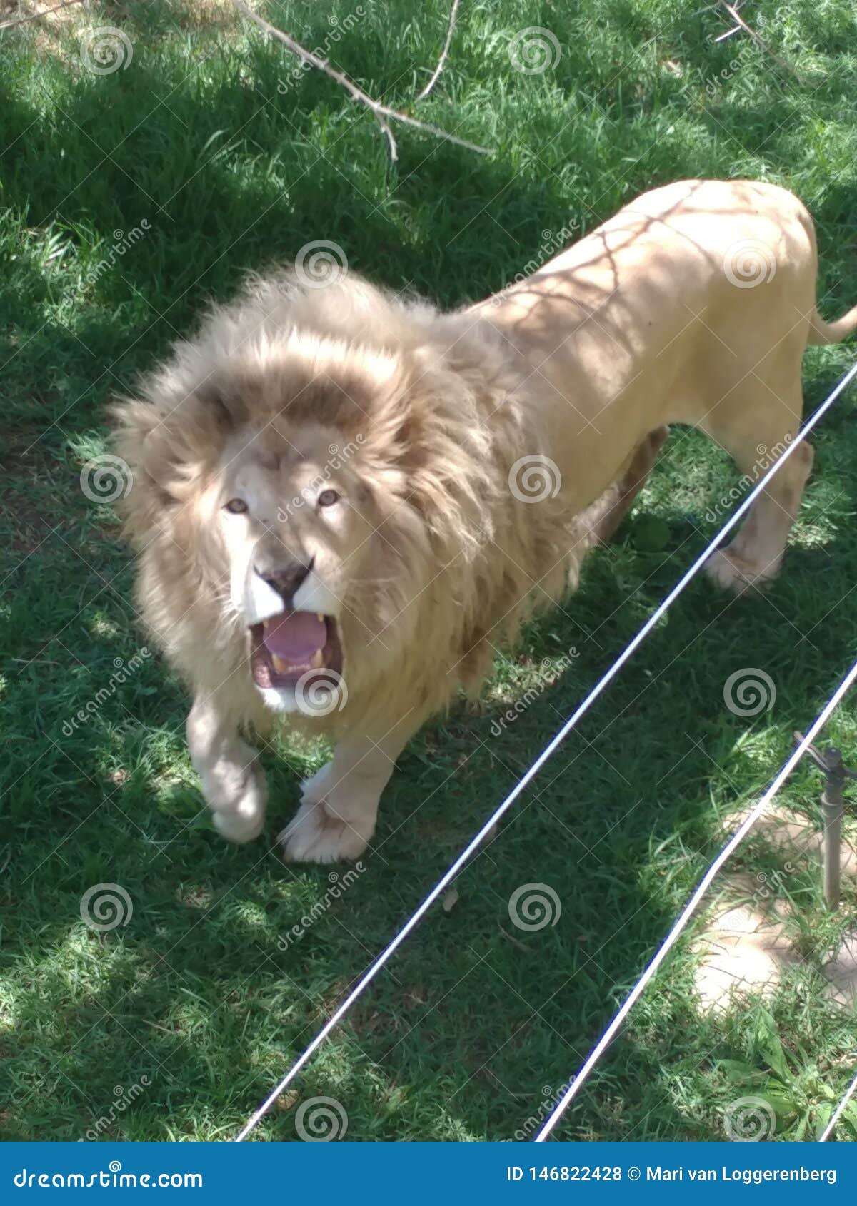 Lion roaring aloud stock photo. Image of hound, carnivore - 146822428