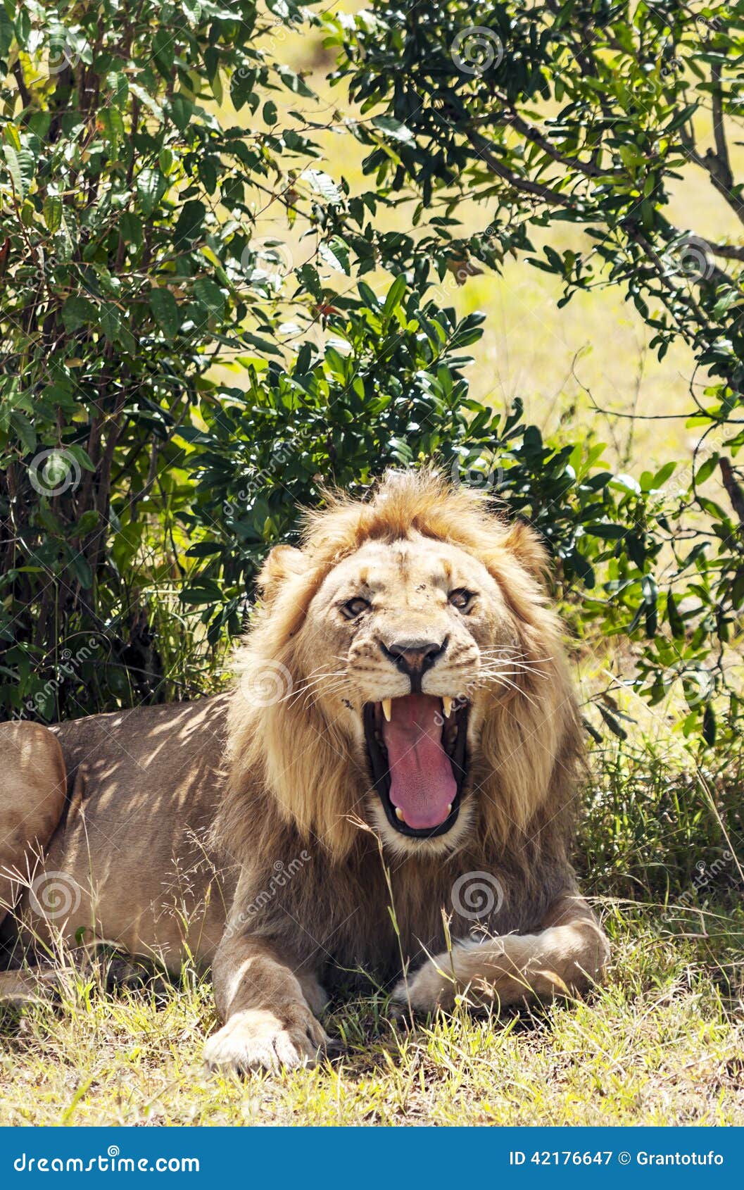 Lion roaring stock image. Image of austere, dangerous - 42176647