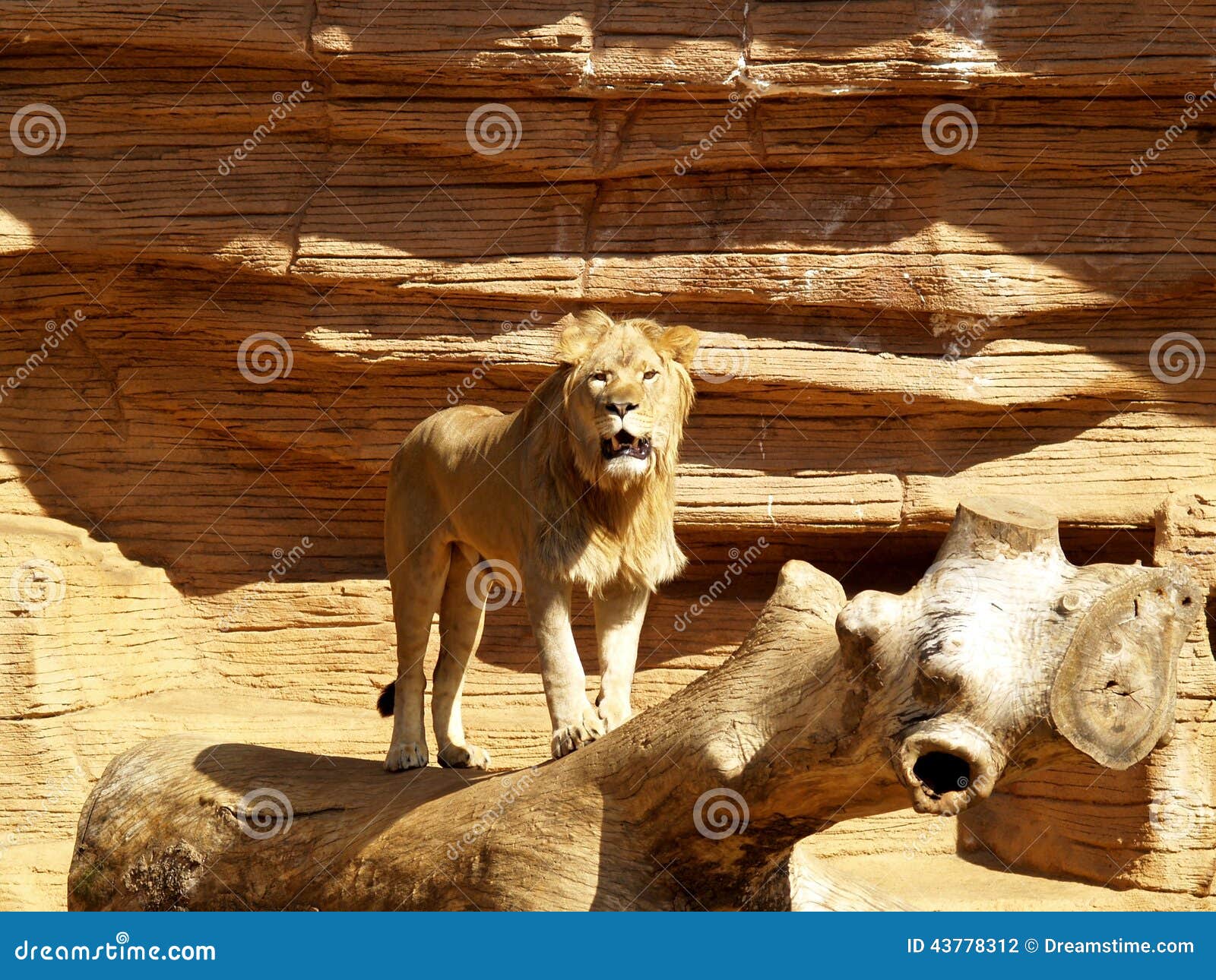Lion roaring stock photo. Image of mane, rock, male, full - 43778312