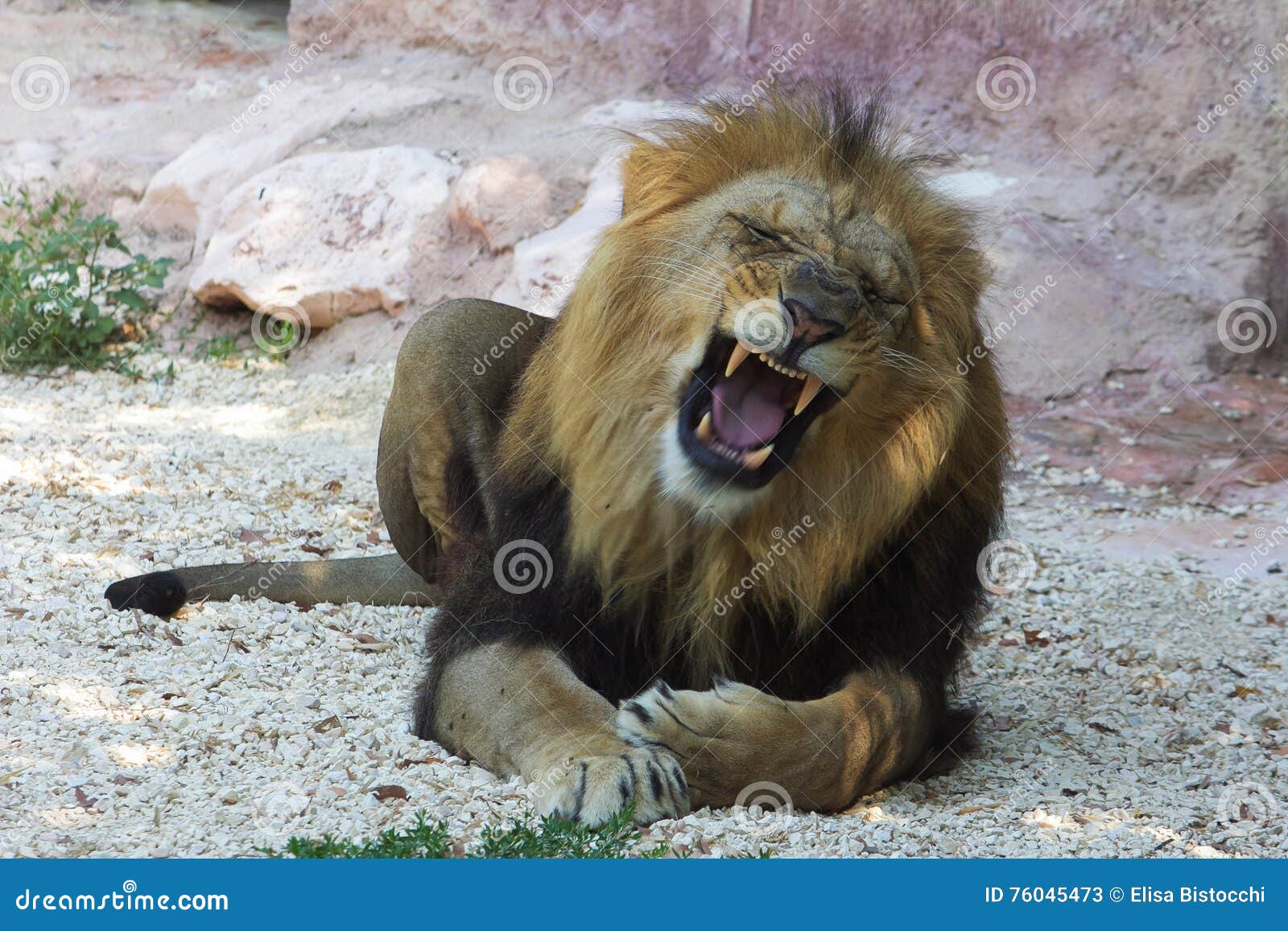 Lion roaring stock image. Image of dangerous, african - 76045473