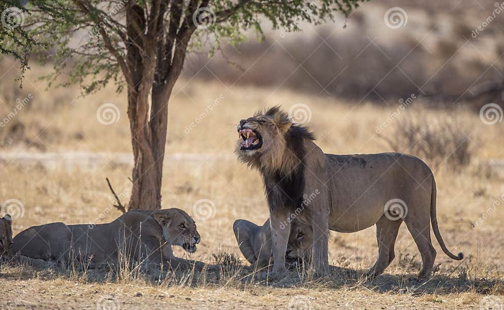 Lion Roaring at a Pride in the Field Stock Image - Image of predator ...