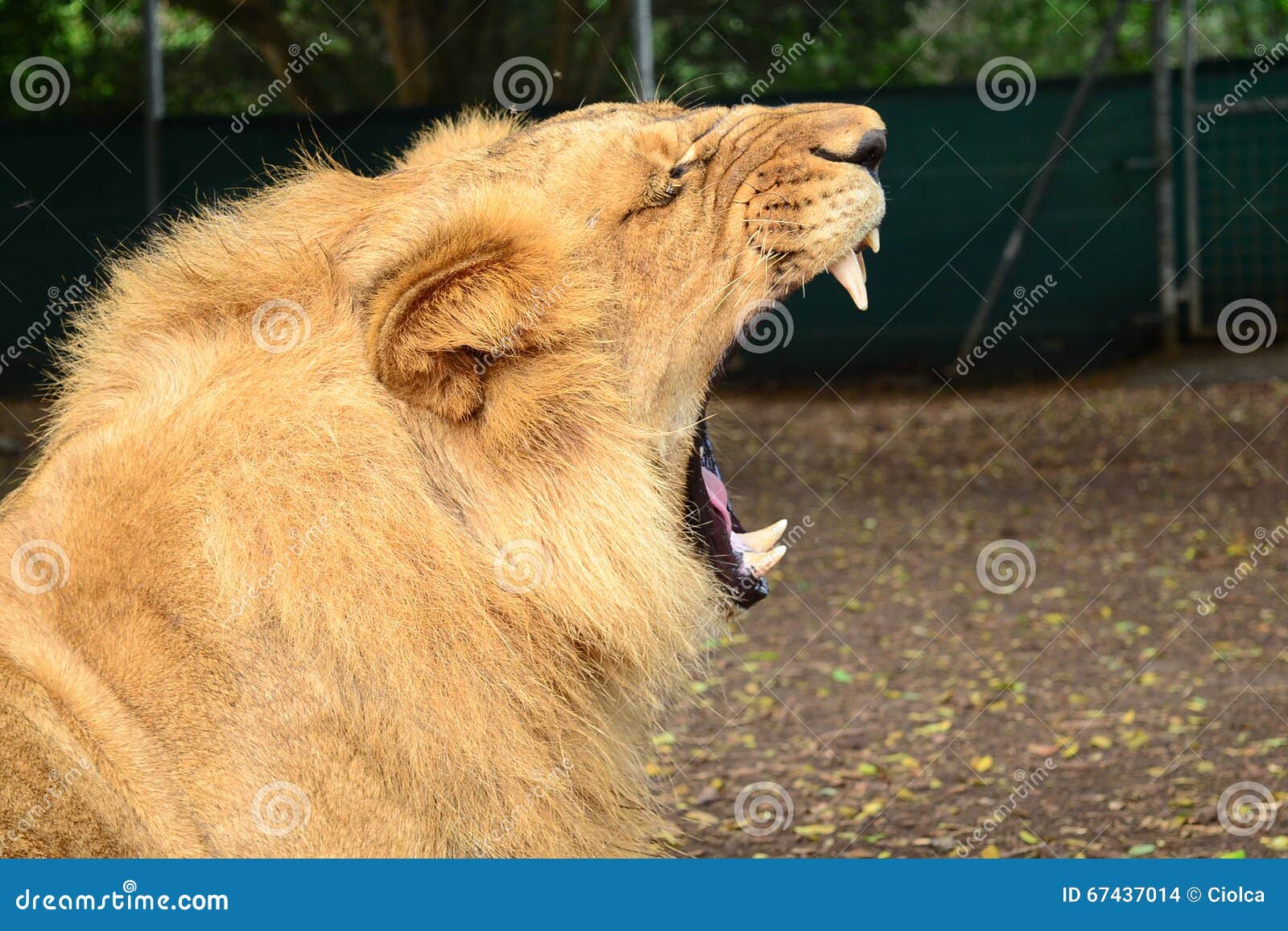 Lion Roaring stock photo. Image of roaring, wildlife - 67437014