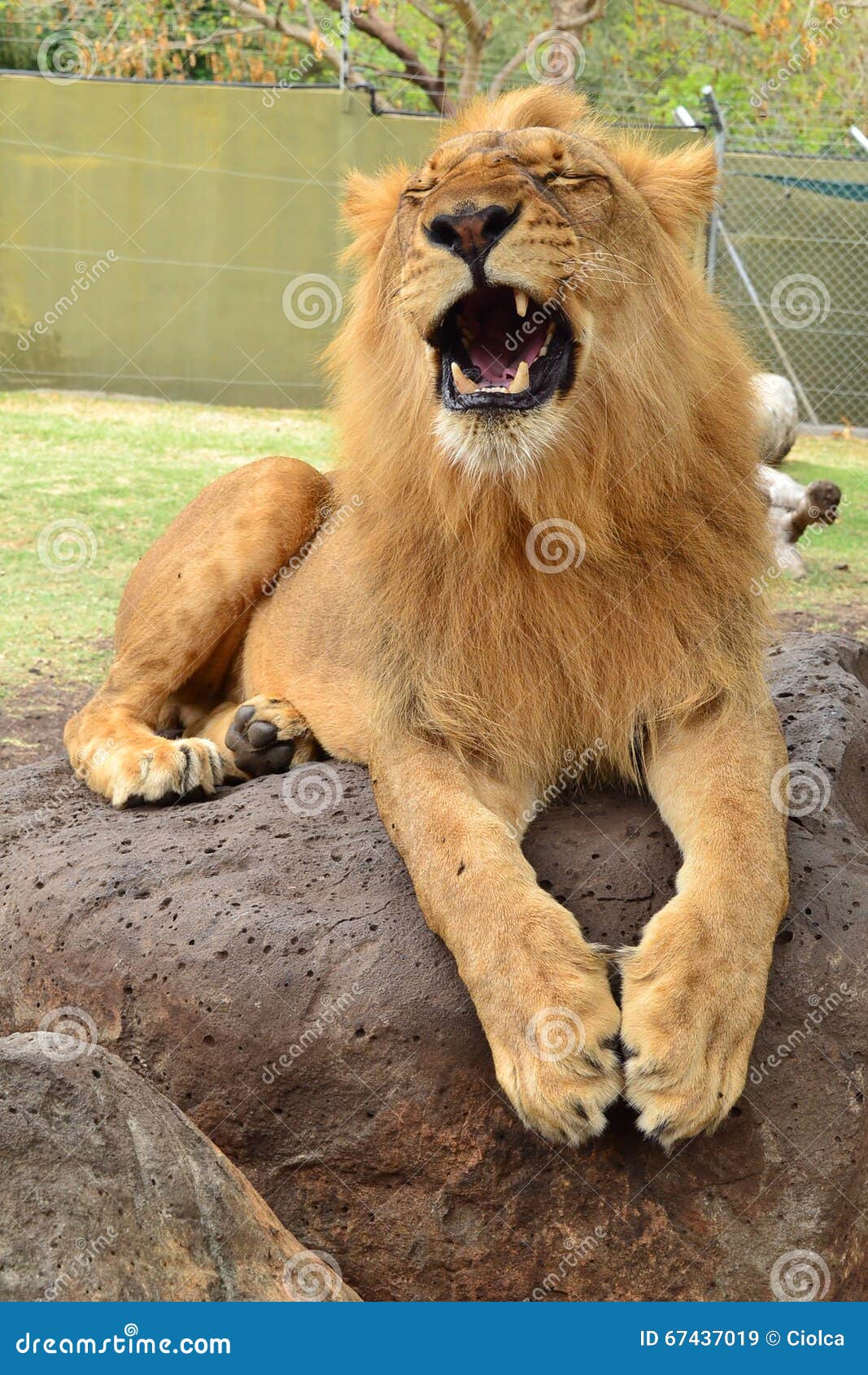 Lion Roaring stock image. Image of southern, growling - 67437019