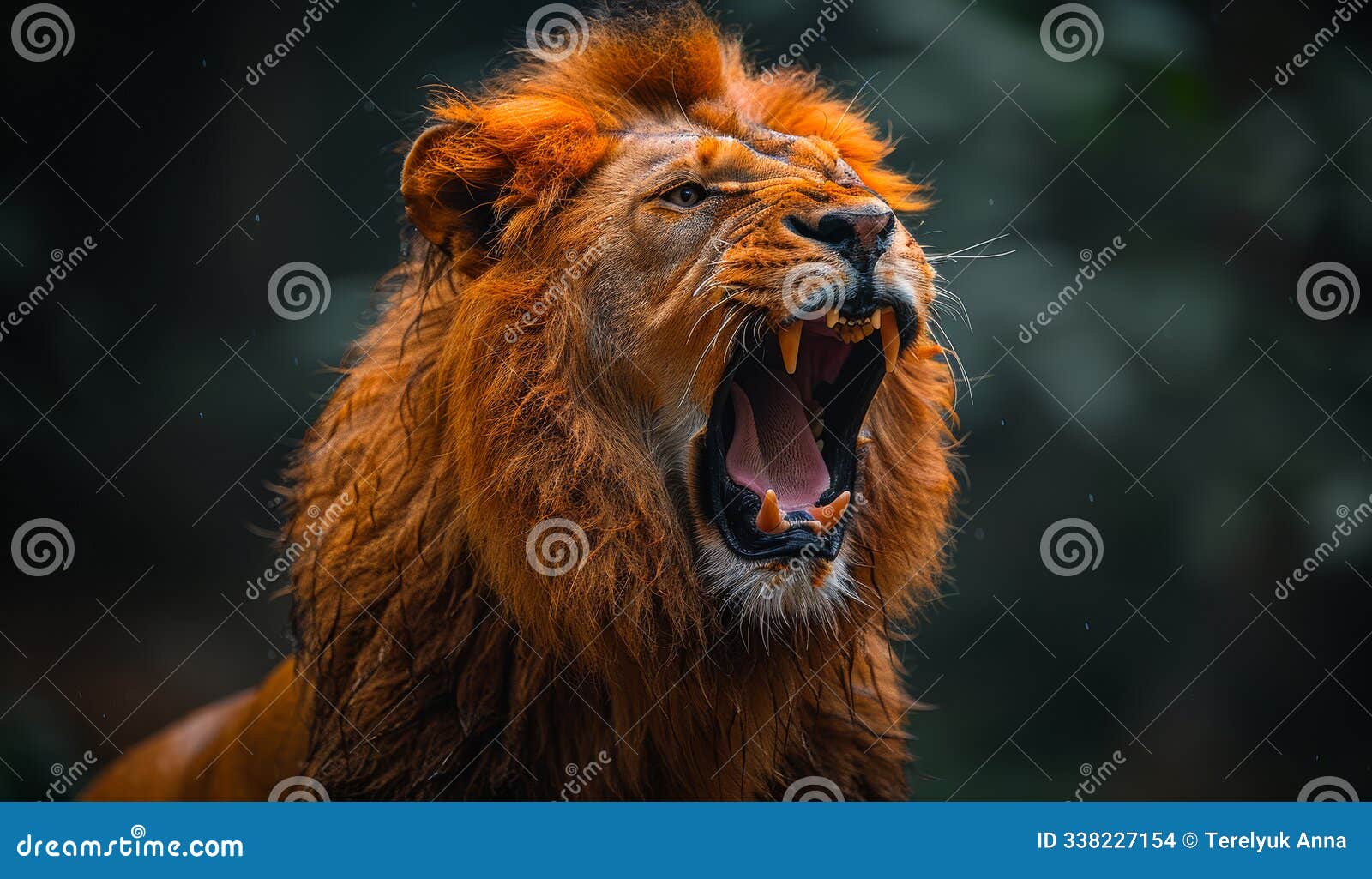 A Lion is Roaring in the Wild Stock Photo - Image of lion, wildlife ...