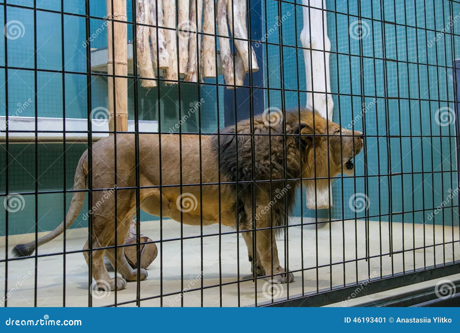 Lion stock image. Image of feline, cage, nature, bars - 46193401