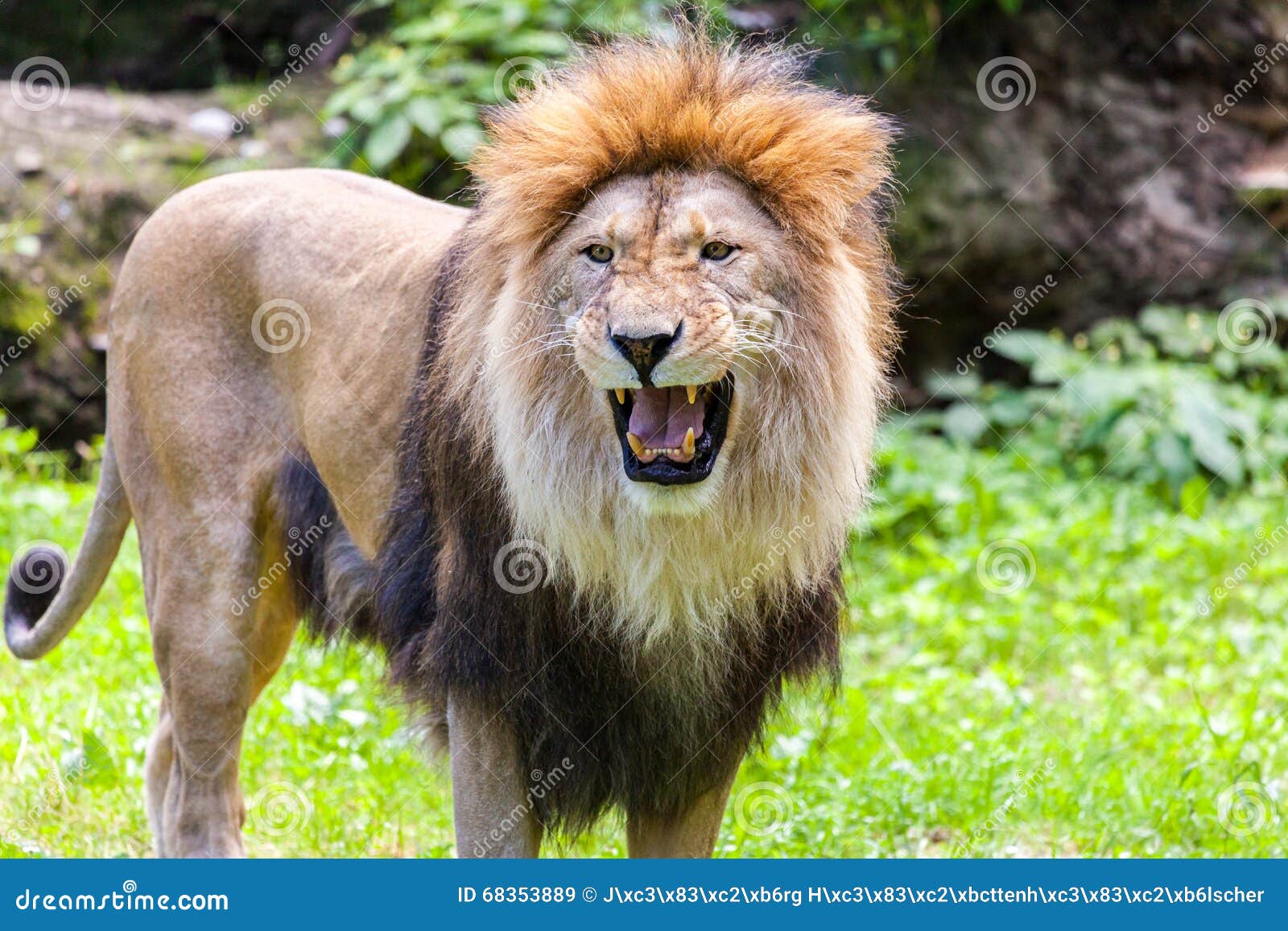 Lion roars stock image. Image of park, large, nature - 68353889