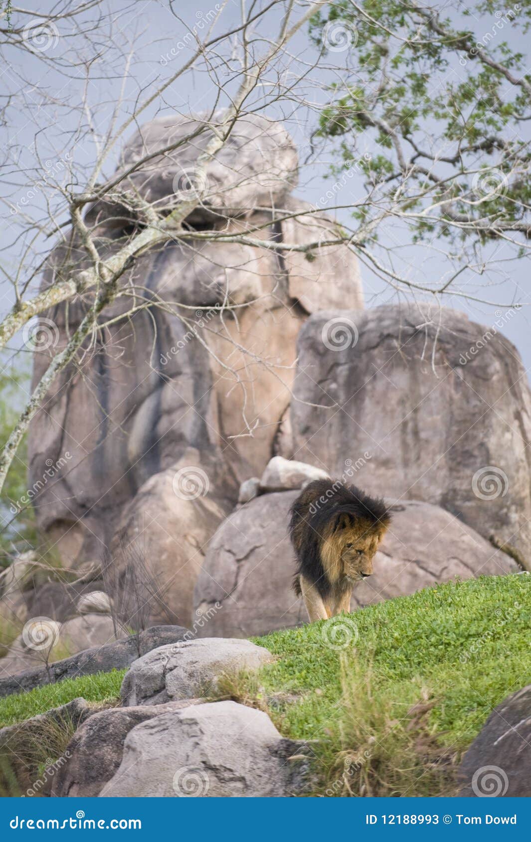 Lion and rock formation stock image. Image of formation - 12188993
