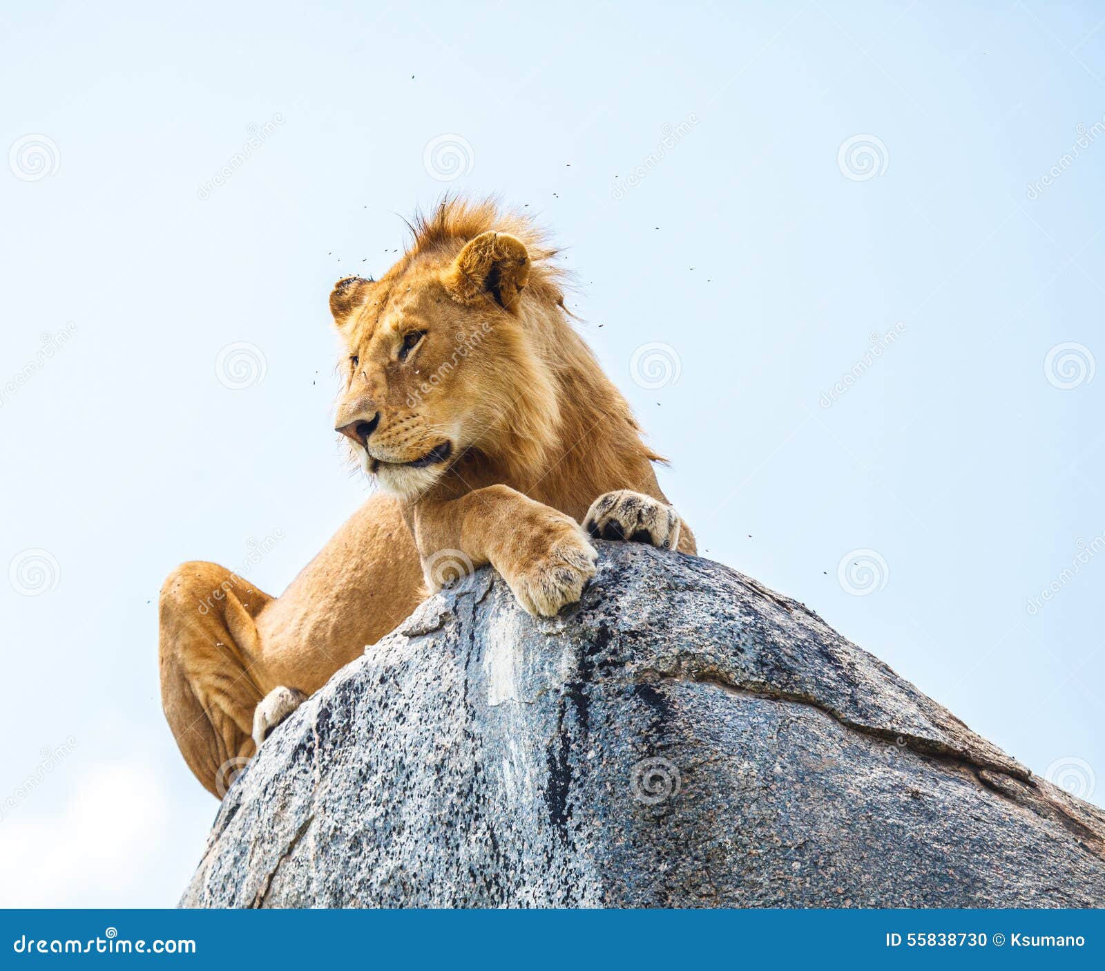 Lion on the rock stock photo. Image of hunter, serrengeti - 55838730