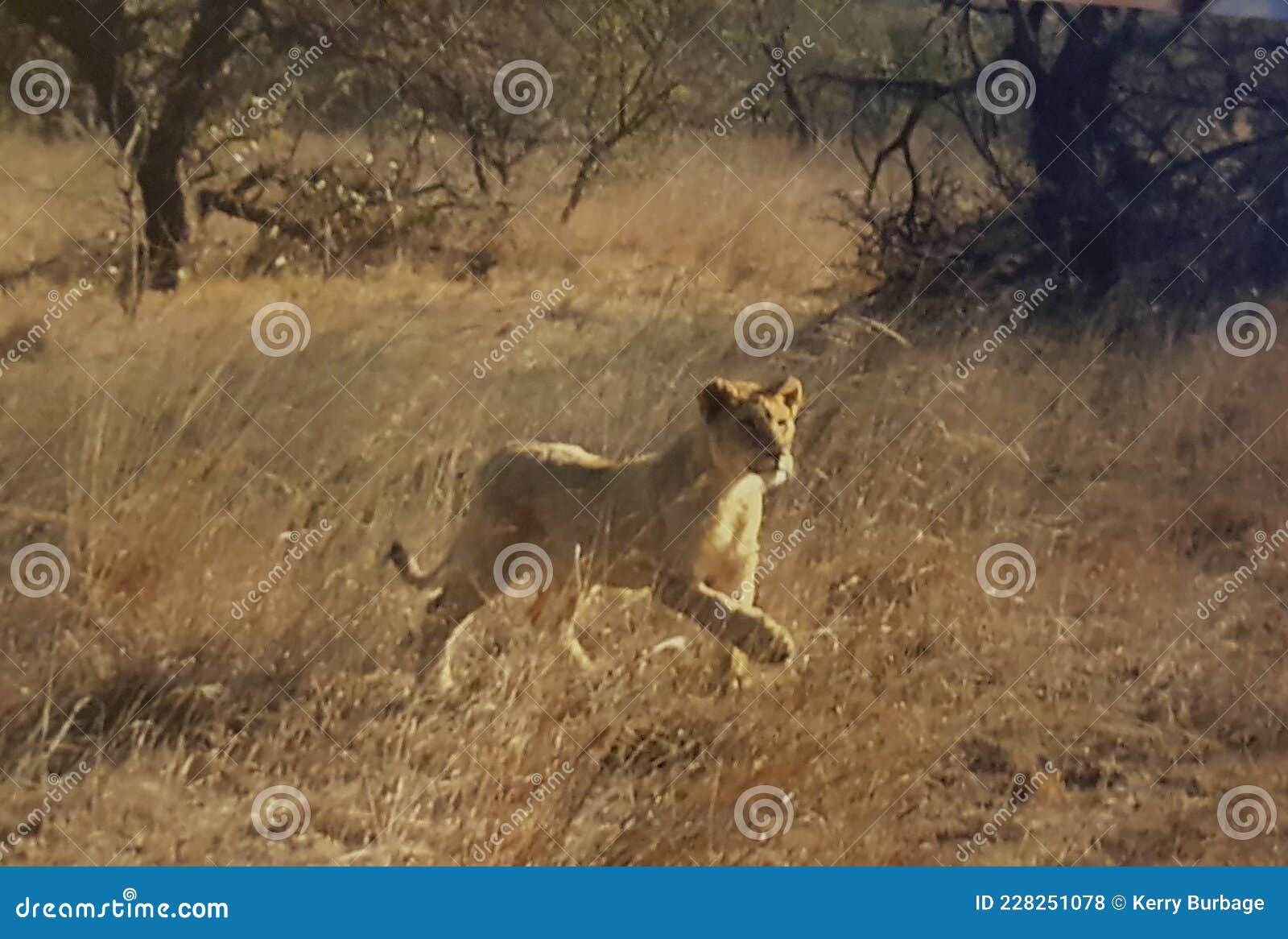 Lion running free stock photo. Image of freedom, tiger - 228251078