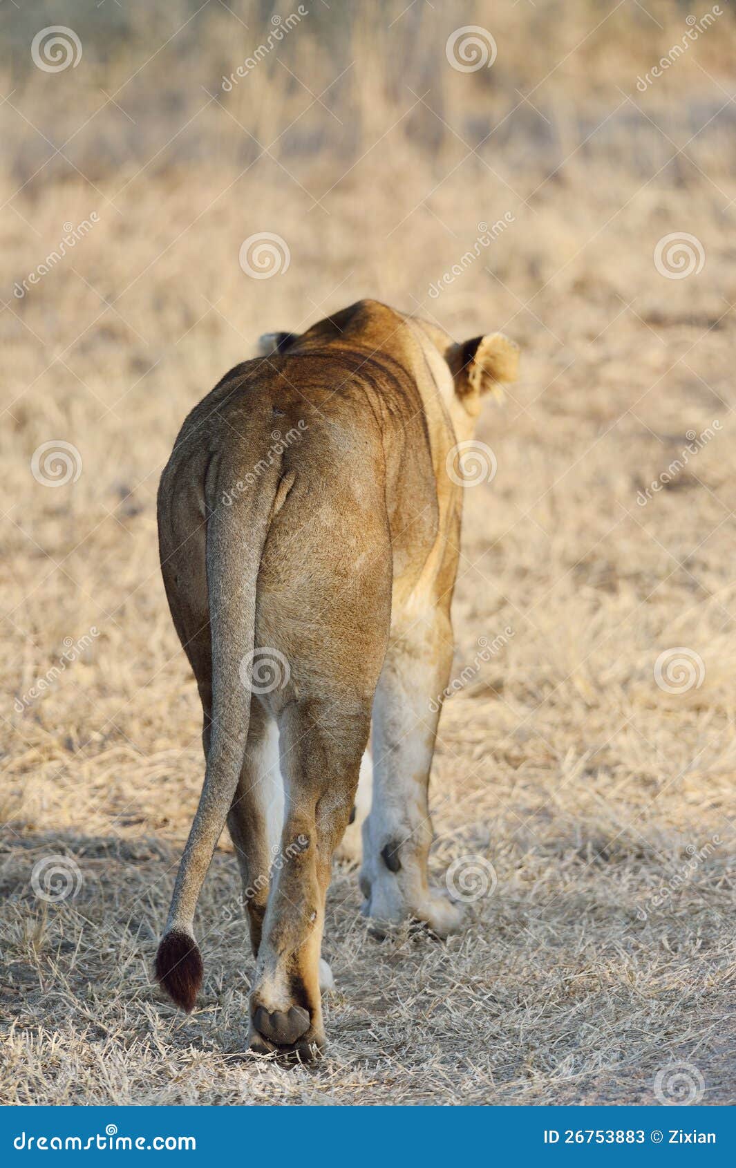 Lion s back stock image. Image of lion, wildlife, mammals - 26753883