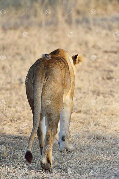 Lion s back stock image. Image of lion, wildlife, mammals - 26753883