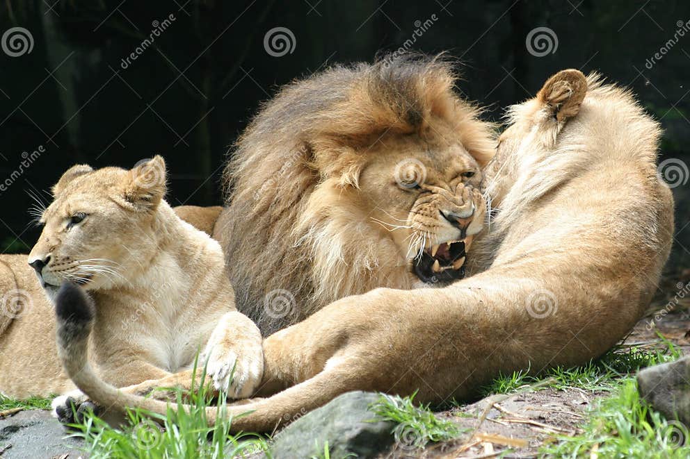 Lion s Bite stock photo. Image of carnivore, pride, mammal - 125532