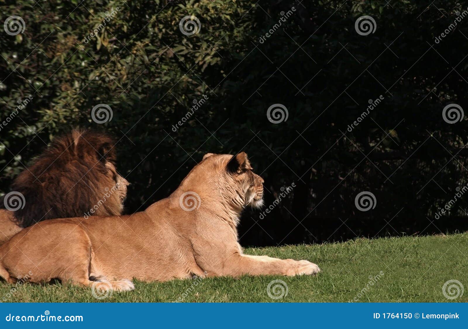 Lion s couple stock photo. Image of grass, lionesse, hunt - 1764150