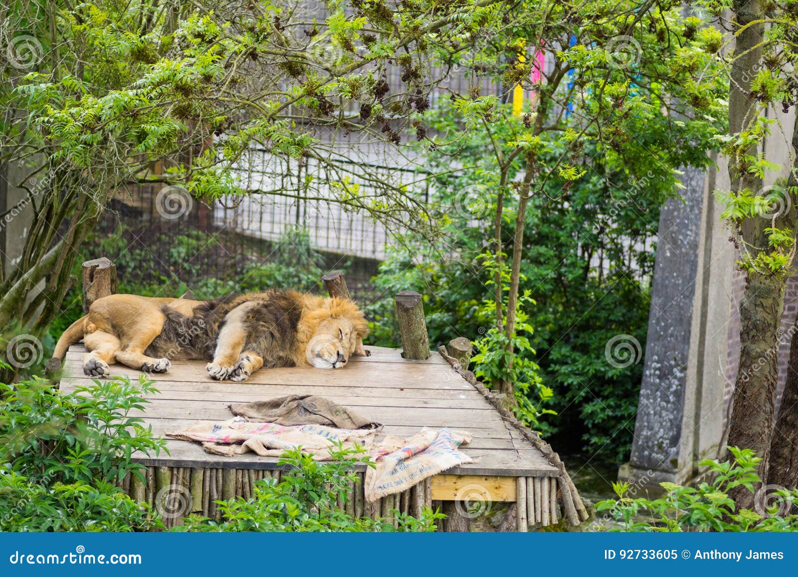 Lion`s den stock image. Image of zone, asiatic, green - 92733605