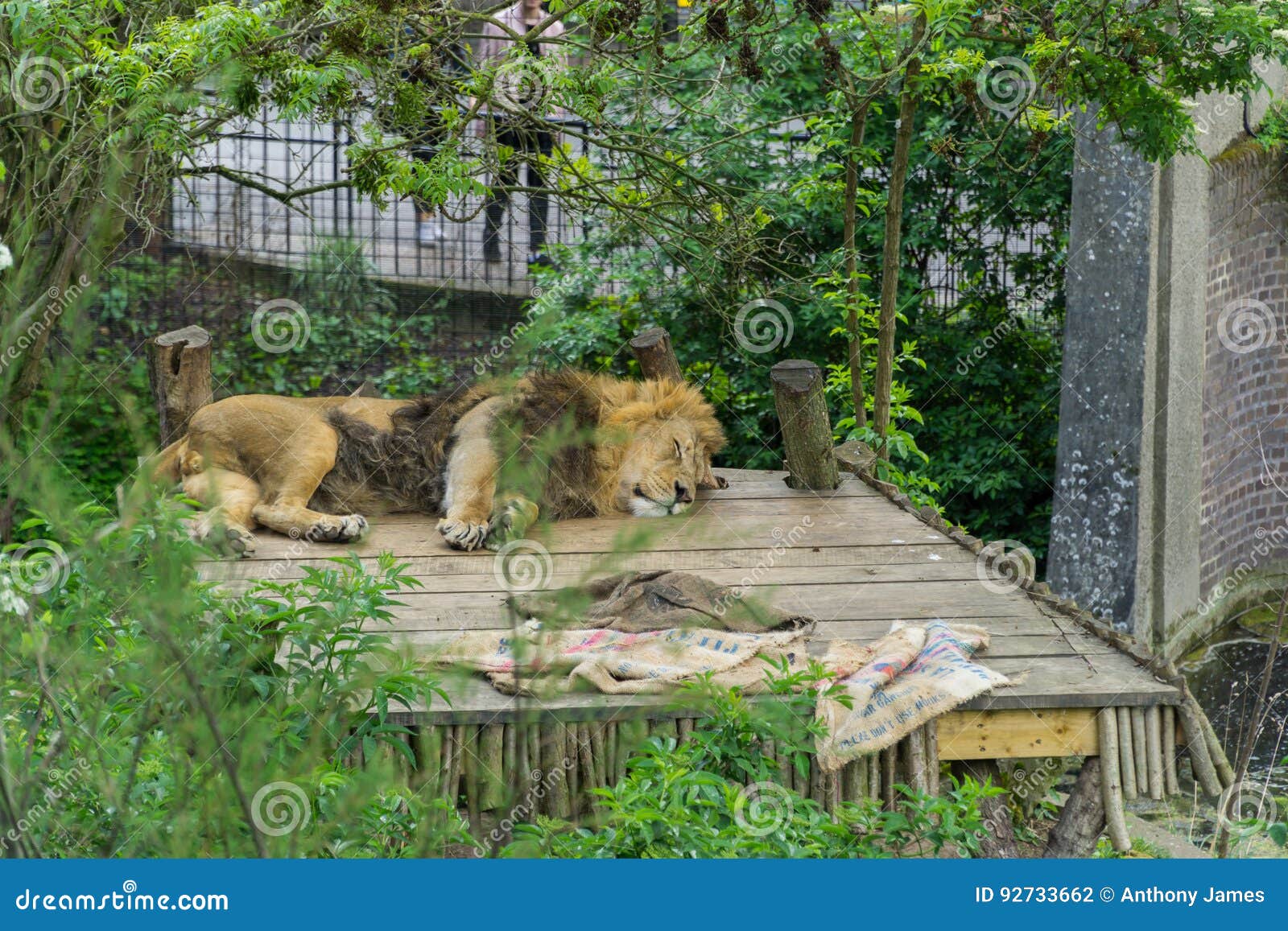 Lion`s den stock photo. Image of patform, wildlife, peaceful - 92733662