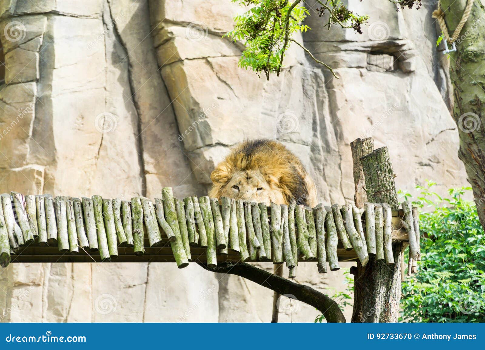 Lion`s den stock photo. Image of green, comfort, habitate - 92733670