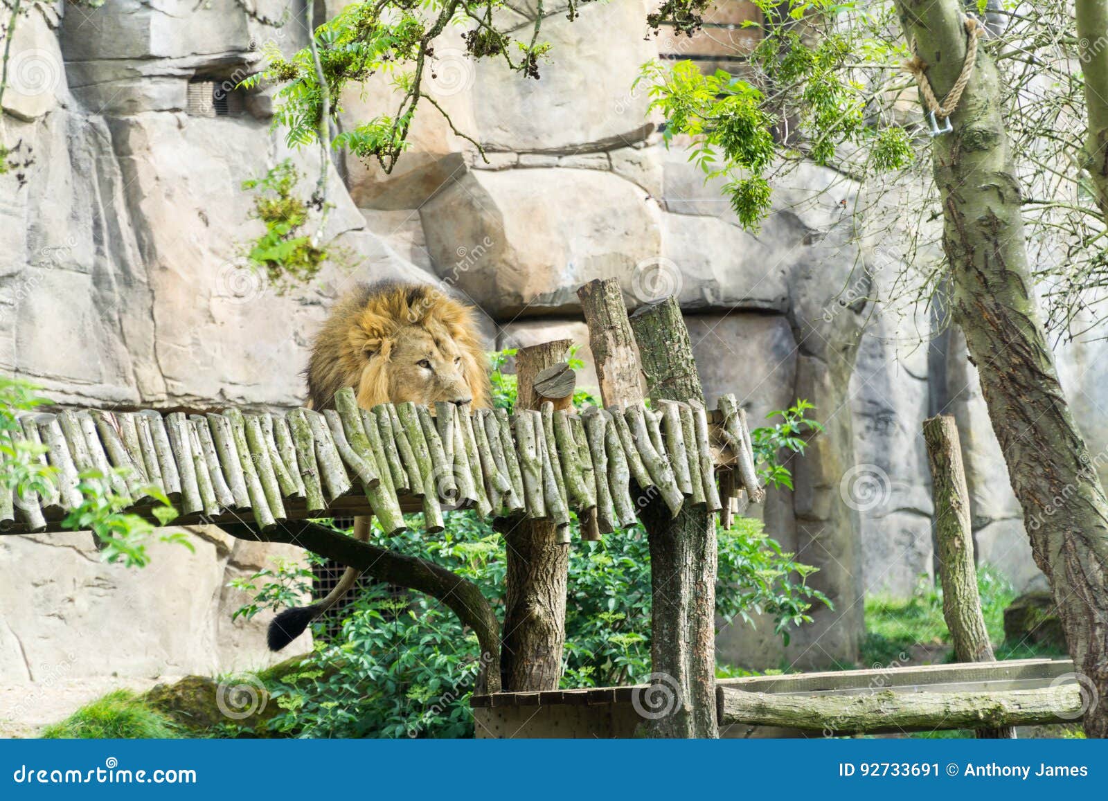 Lion`s den stock image. Image of sleeping, relaxing, habitate - 92733691